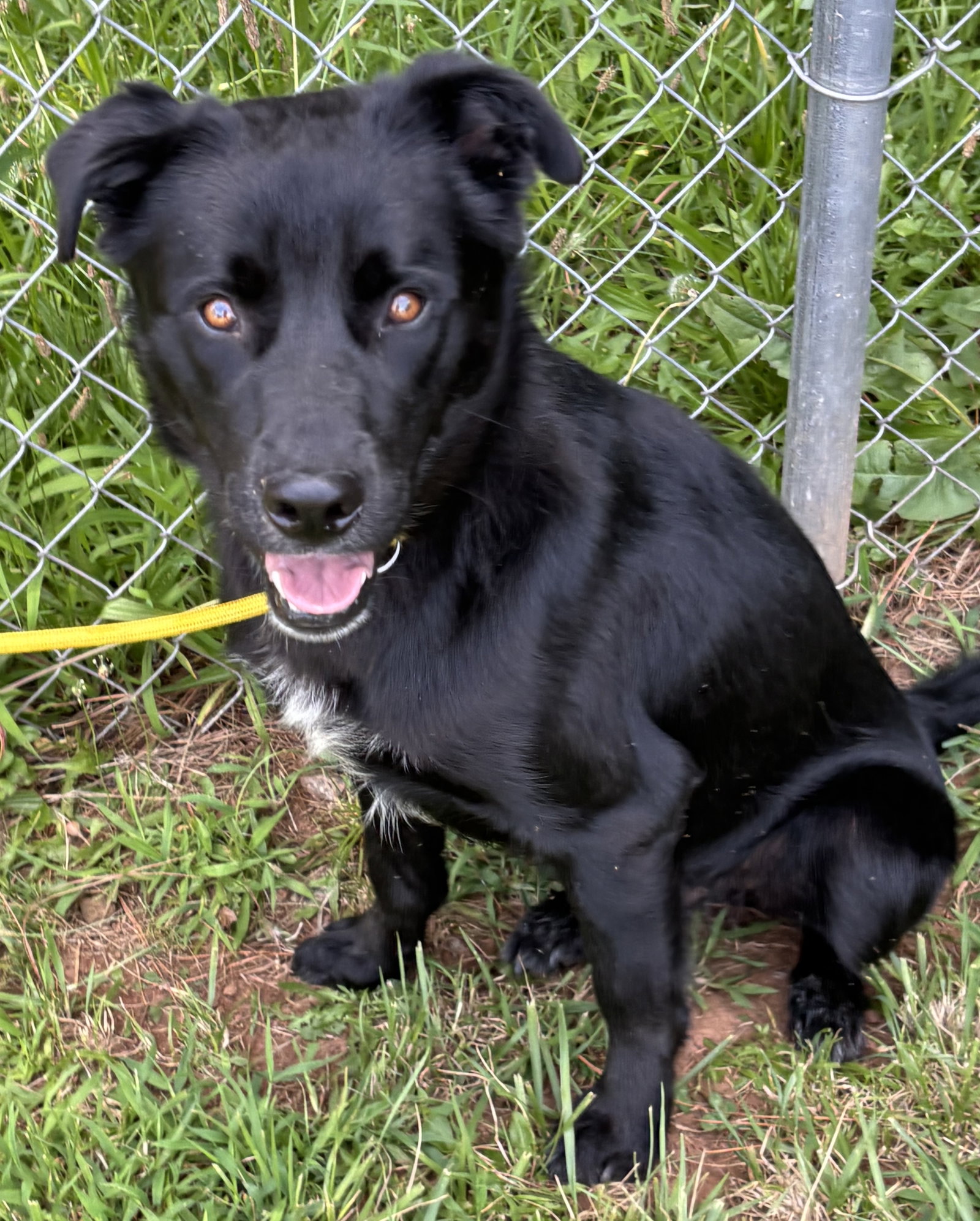 Dog for Adoption - Ferro, a Labrador Retriever in Atlanta, GA | Alpha Paw