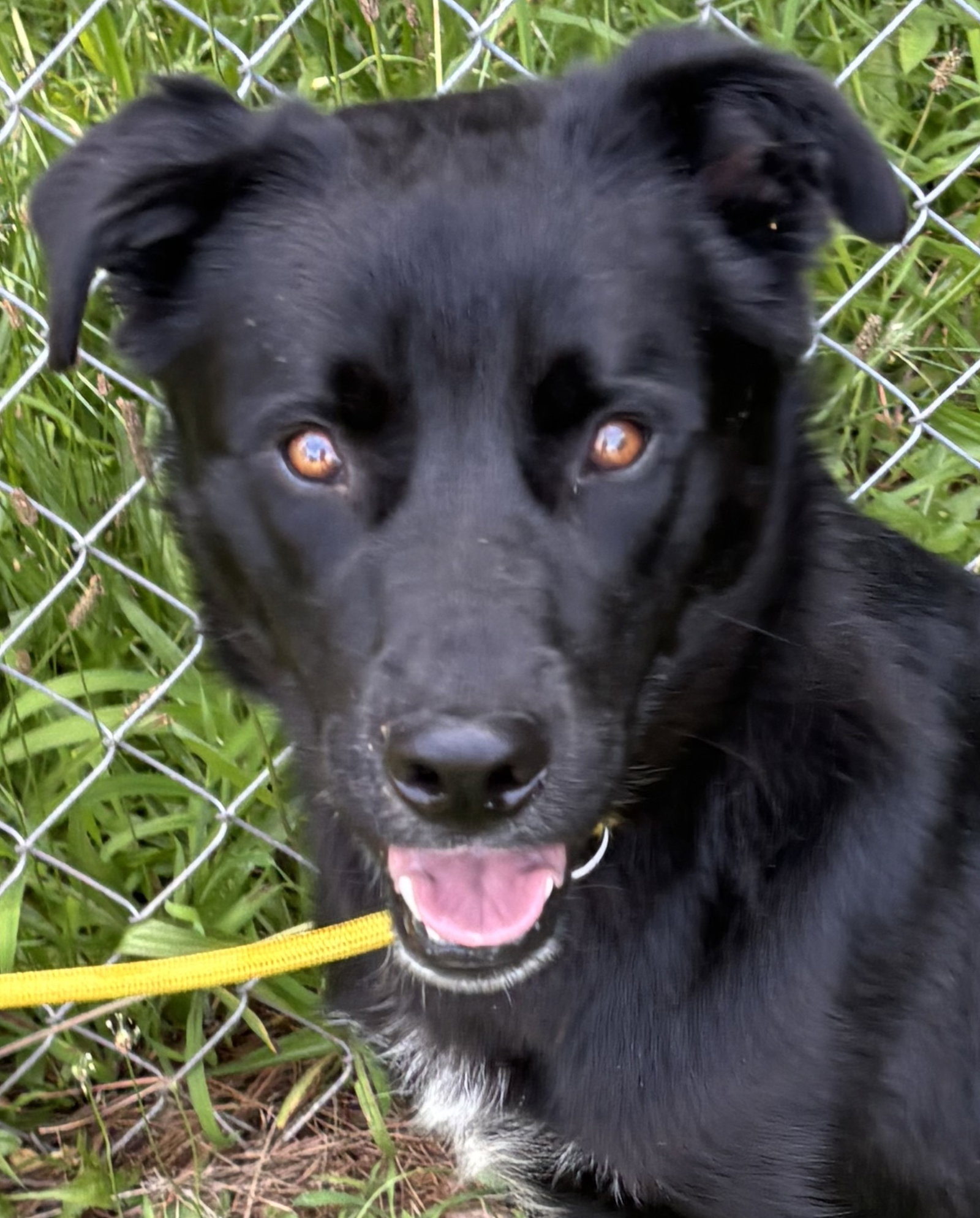 Dog for Adoption - Ferro, a Labrador Retriever in Atlanta, GA | Alpha Paw