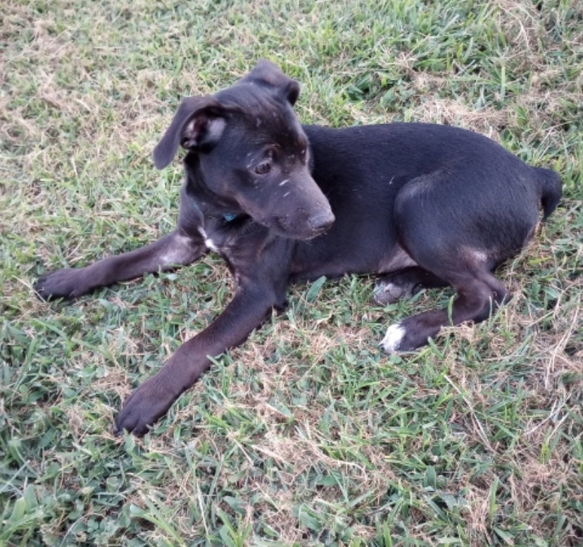 Dog for Adoption - Kiara, a Black Labrador Retriever in Owensboro, KY ...