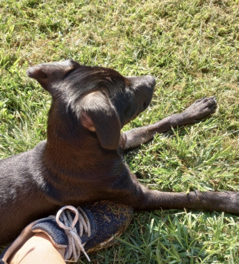 Dog for Adoption - Kiara, a Black Labrador Retriever in Owensboro, KY ...