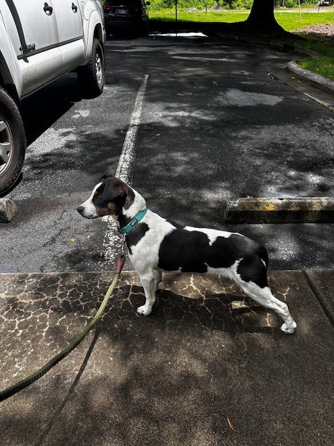 Dog for Adoption - Boomer, a Jack Russell Terrier in Pulaski County, VA ...