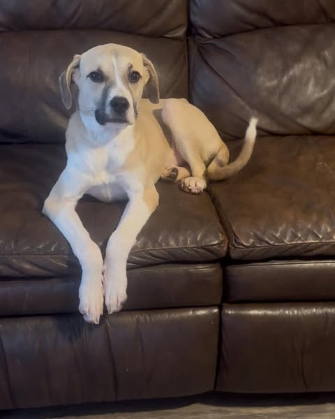 Dog for Adoption - Gracie Lou, a Labrador Retriever in Bristol, VA ...
