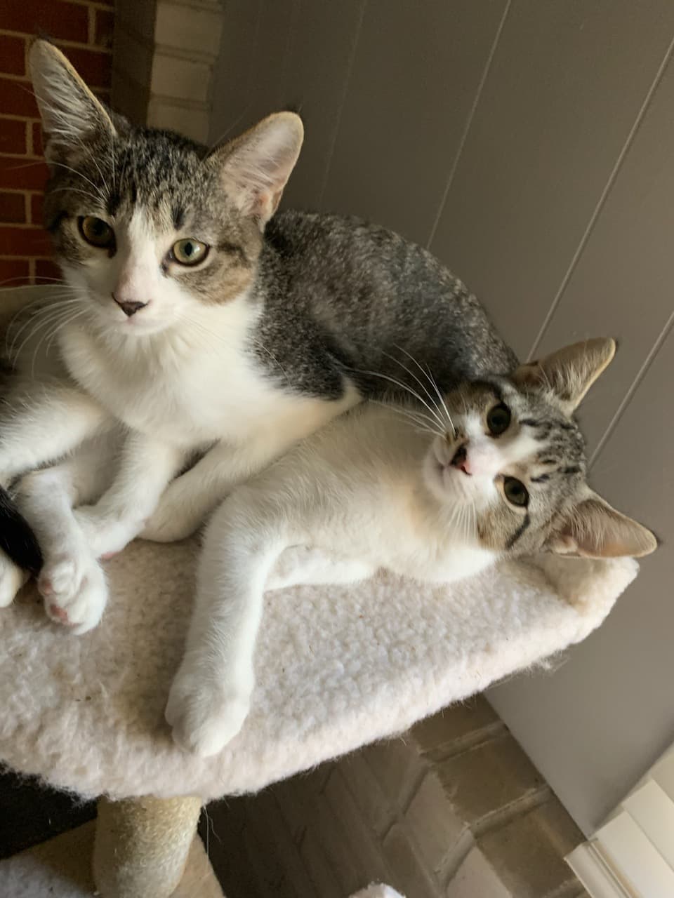 Cats for Adoption in Vienna, Virginia | Alpha Paw