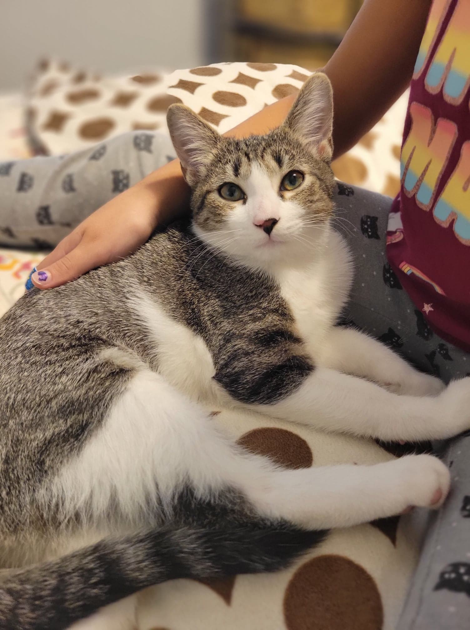 Cats for Adoption in Vienna, Virginia | Alpha Paw