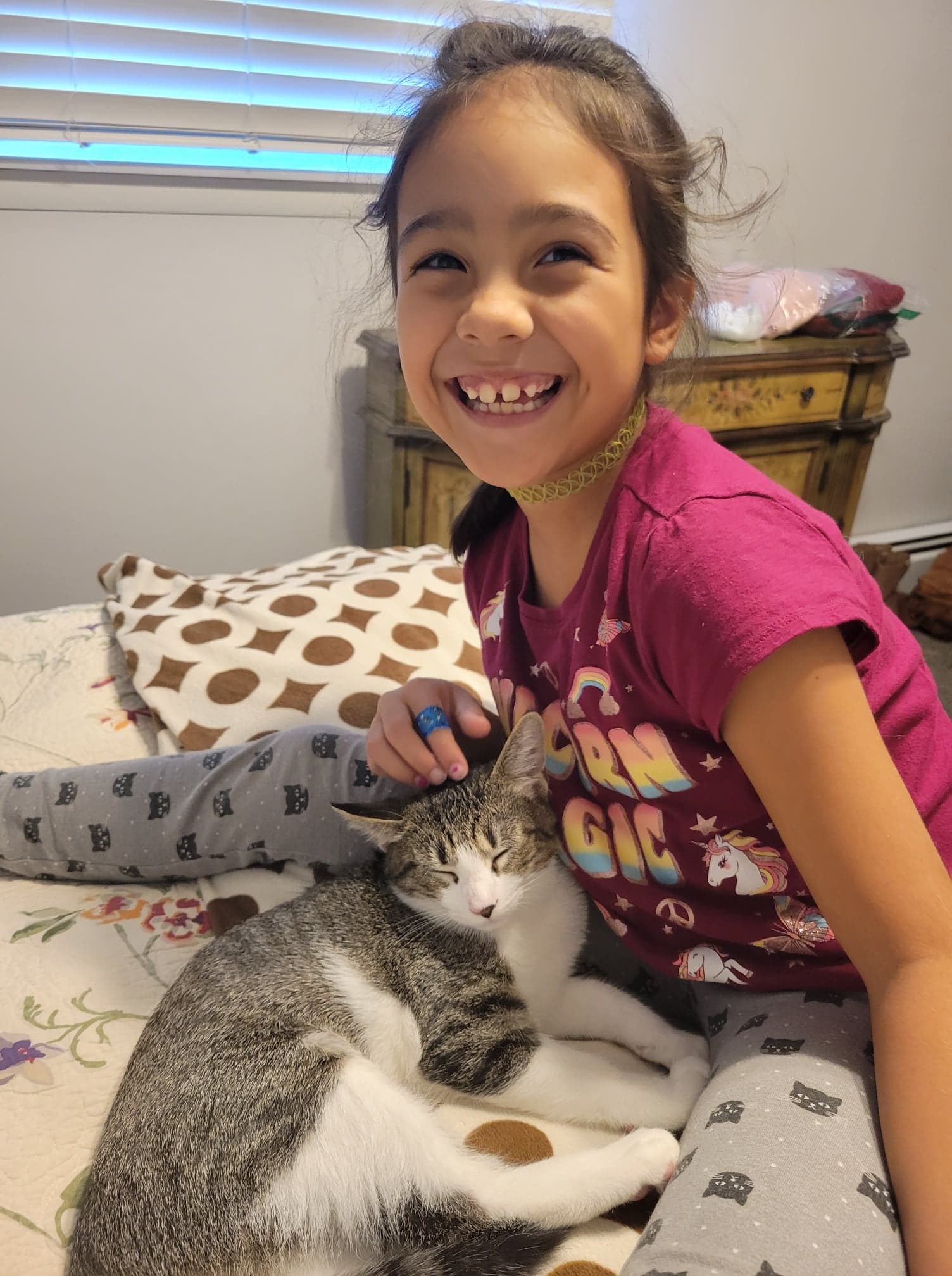 Cats for Adoption in Vienna, Virginia | Alpha Paw