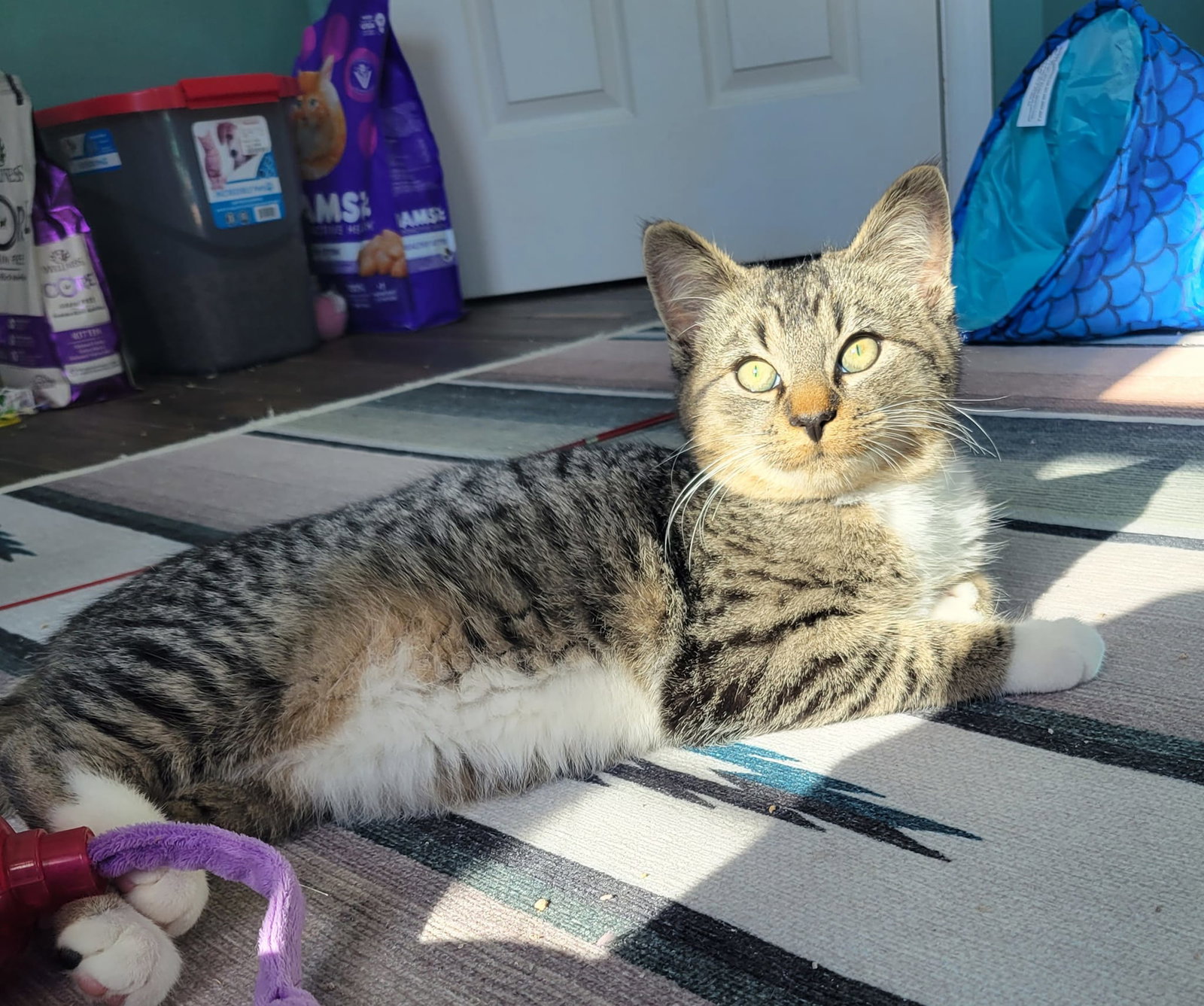 Cats for Adoption in Aberdeen, Maryland | Alpha Paw