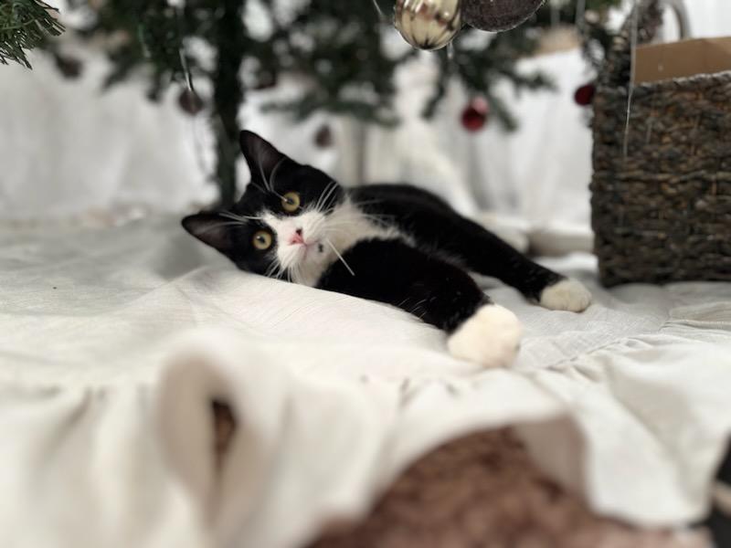 Cats for Adoption in Laurel, Maryland | Alpha Paw