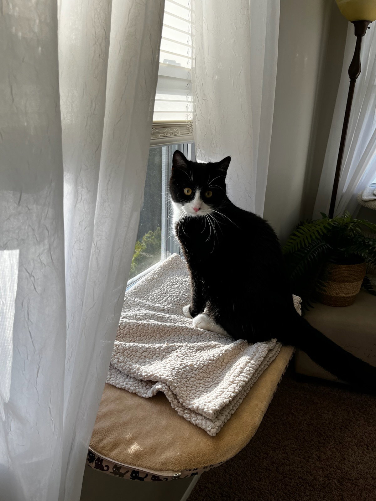 Cats for Adoption in Laurel, Maryland | Alpha Paw