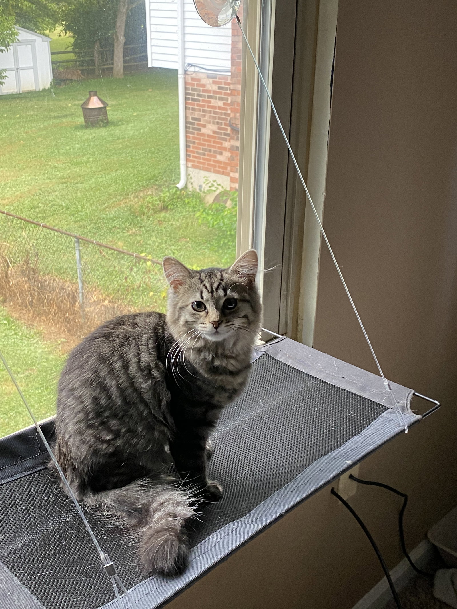 Cats for Adoption in Sixteen Mile Stand, Ohio | Alpha Paw