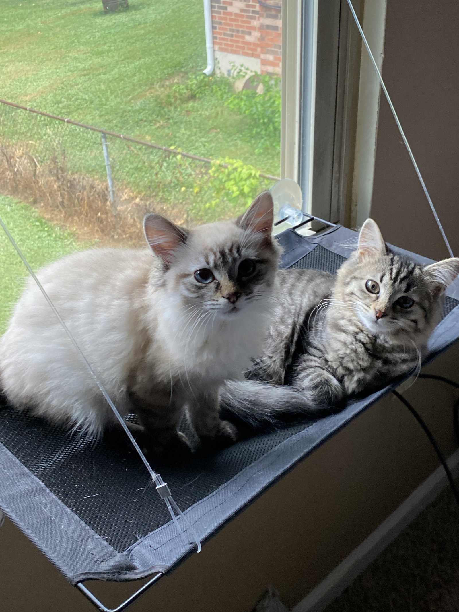Cats for Adoption in Sixteen Mile Stand, Ohio | Alpha Paw