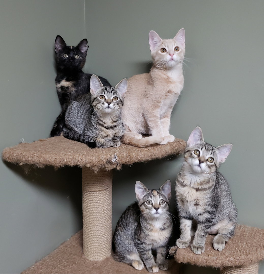Cats for Adoption in Loveland, Ohio | Alpha Paw