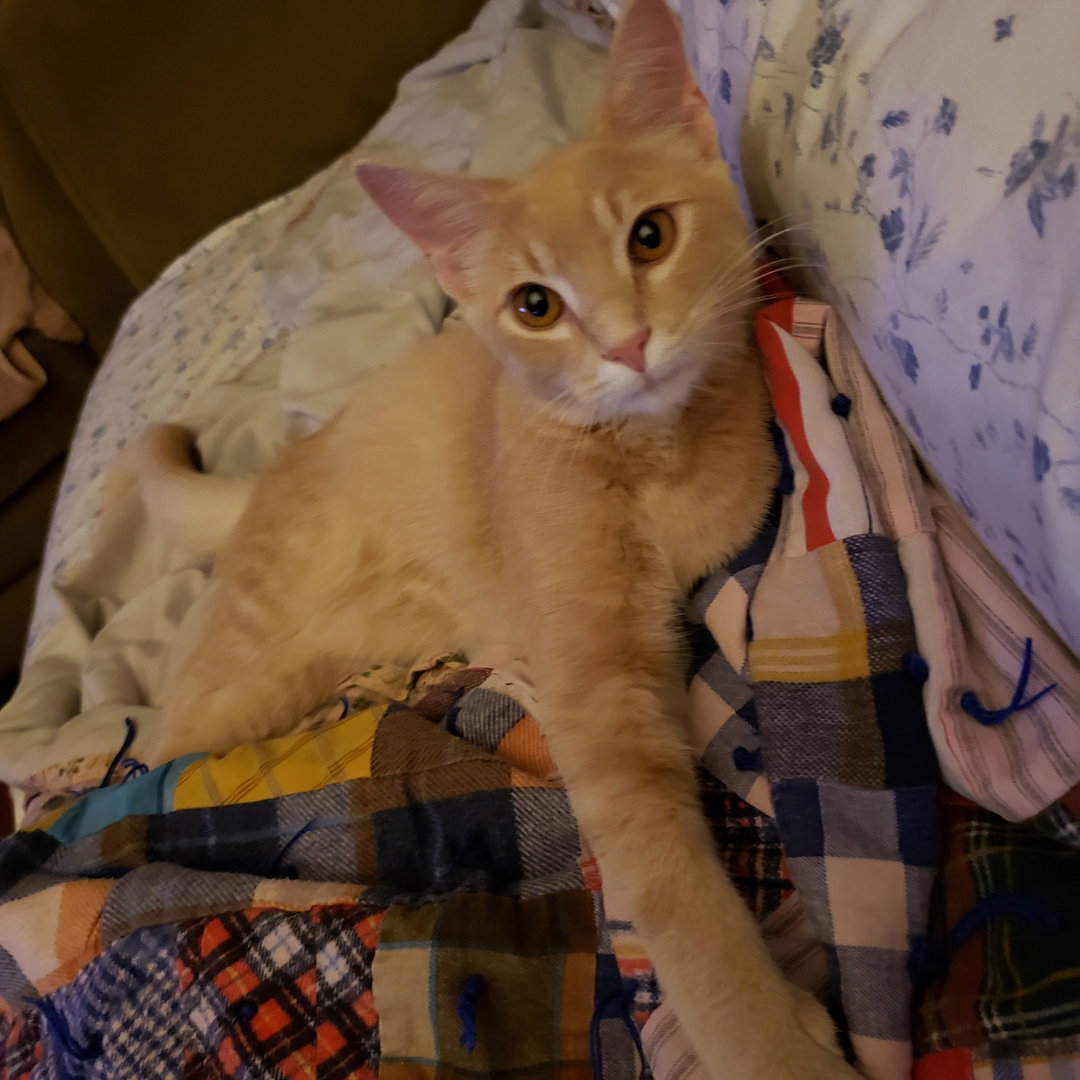 Cats for Adoption in Loveland, Ohio | Alpha Paw