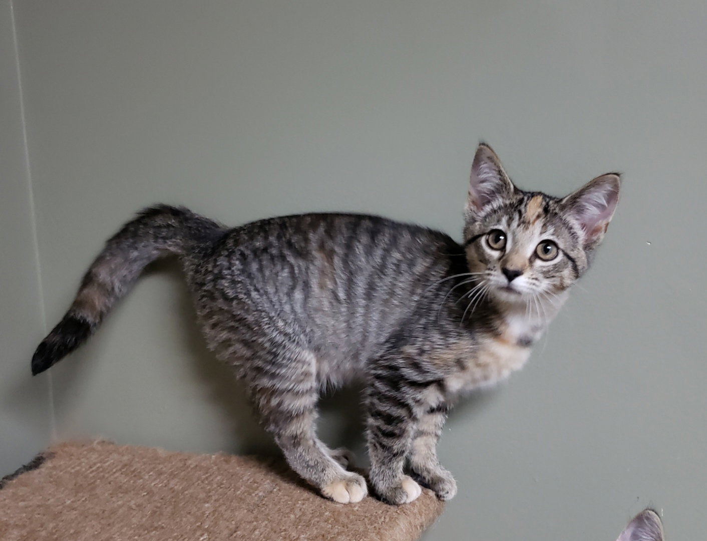 Cats for Adoption in Golf Manor, Ohio | Alpha Paw