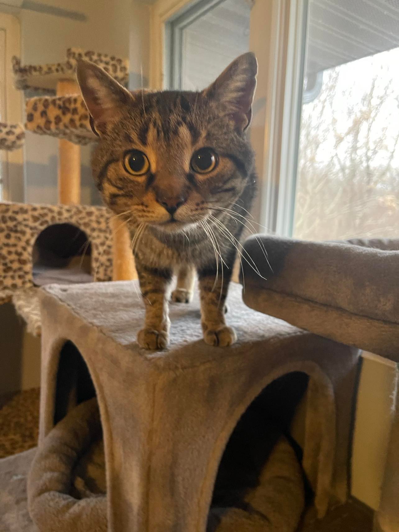 Cats for Adoption in Peebles, Ohio | Alpha Paw