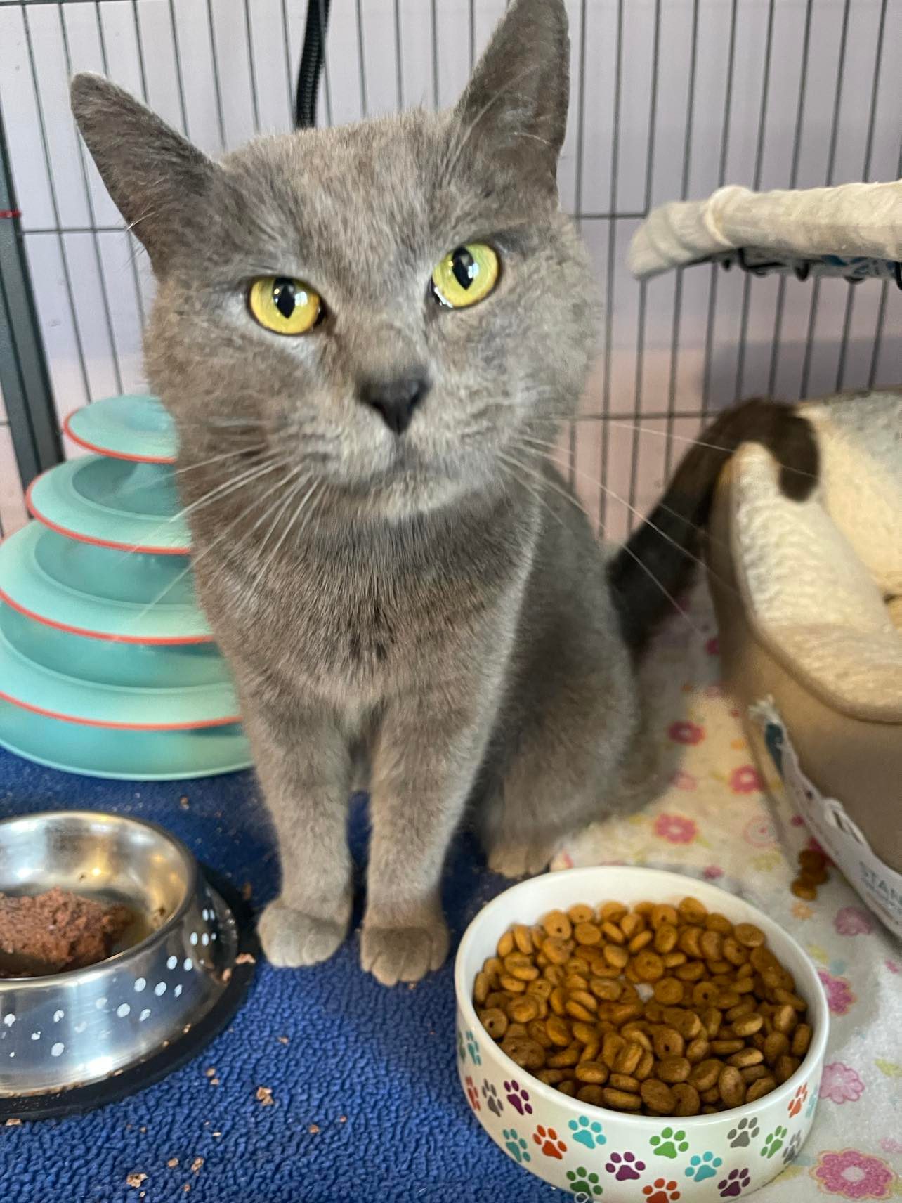Cats for Adoption in Ross, Ohio | Alpha Paw