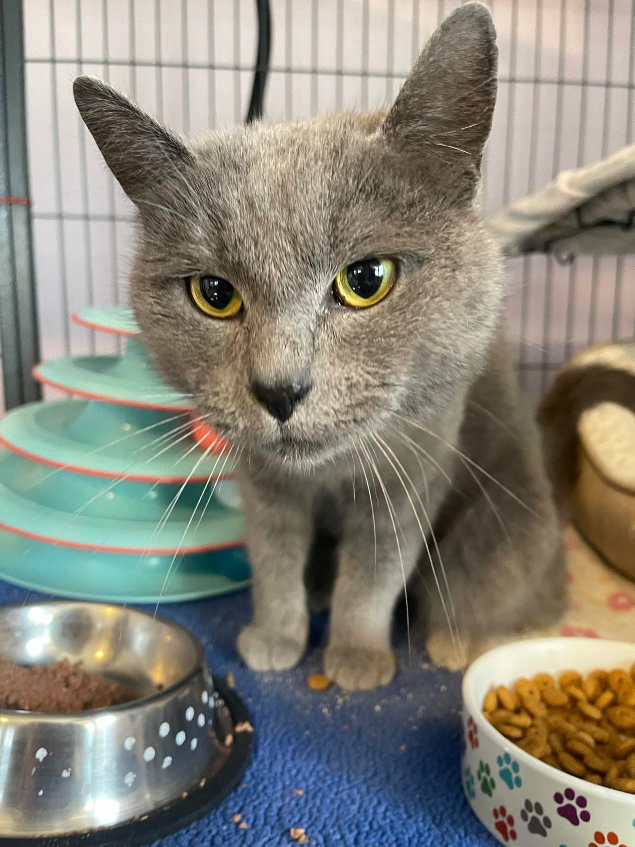 Cats for Adoption in Ross, Ohio | Alpha Paw
