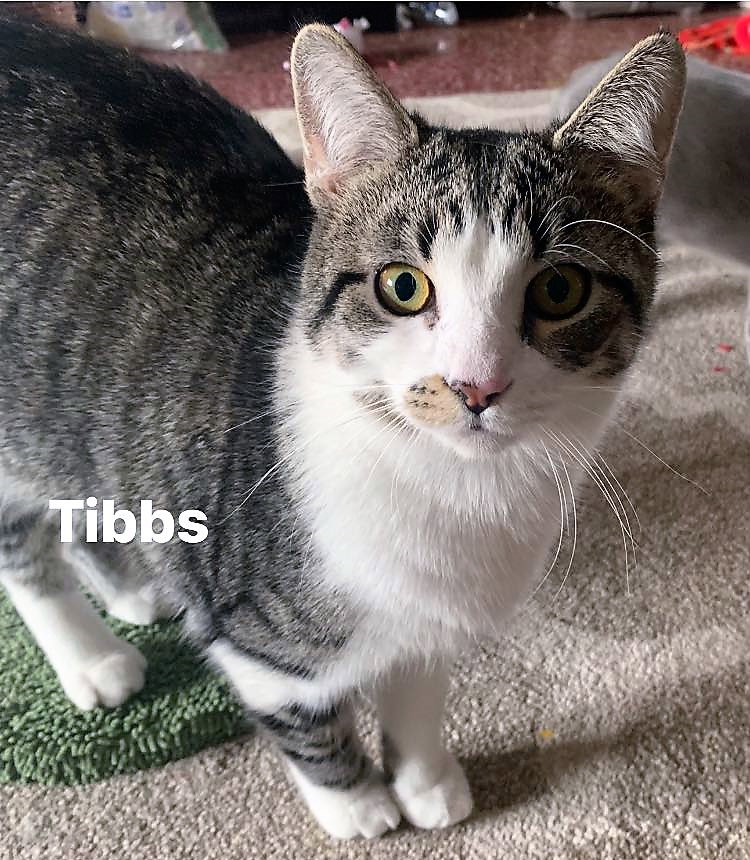 Cats for Adoption in Fairfield, Ohio | Alpha Paw