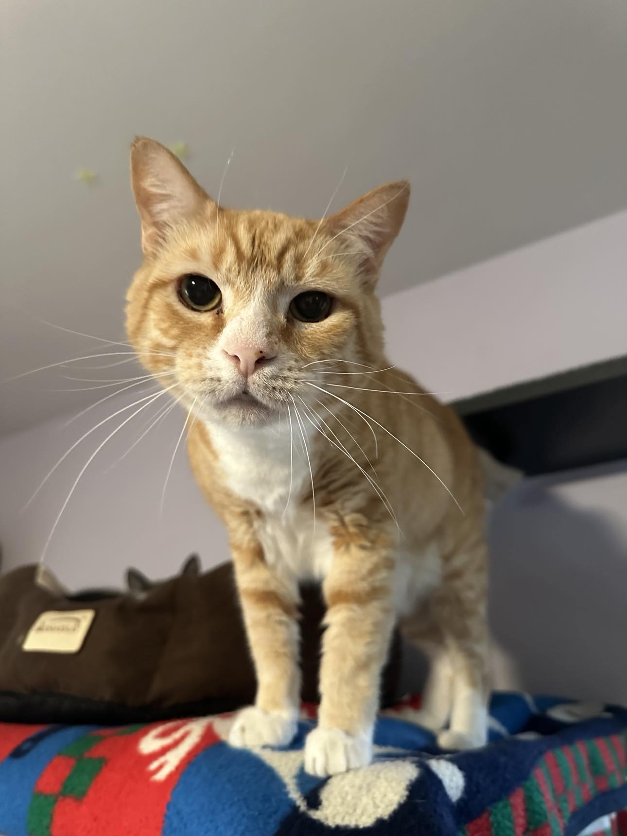 Cats for Adoption in Rising Sun, Indiana | Alpha Paw