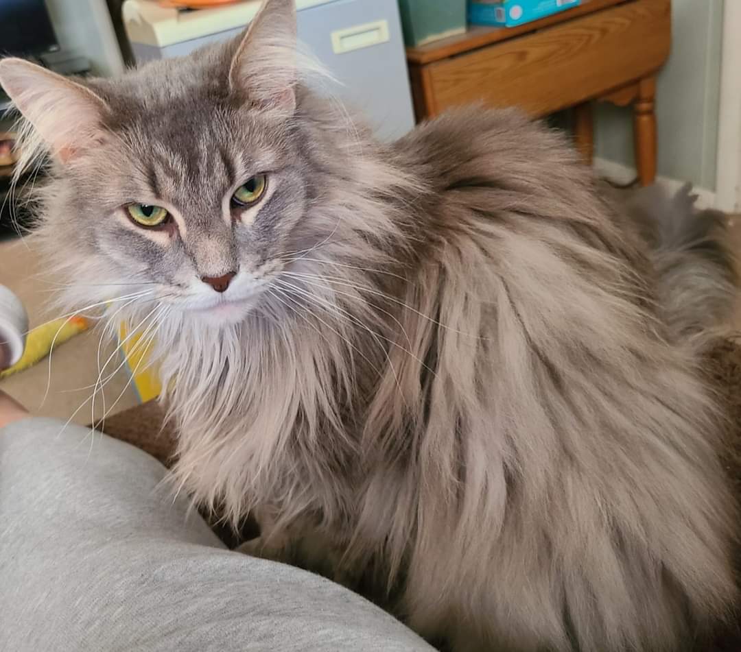 Cats for Adoption in Dayton, Ohio | Alpha Paw