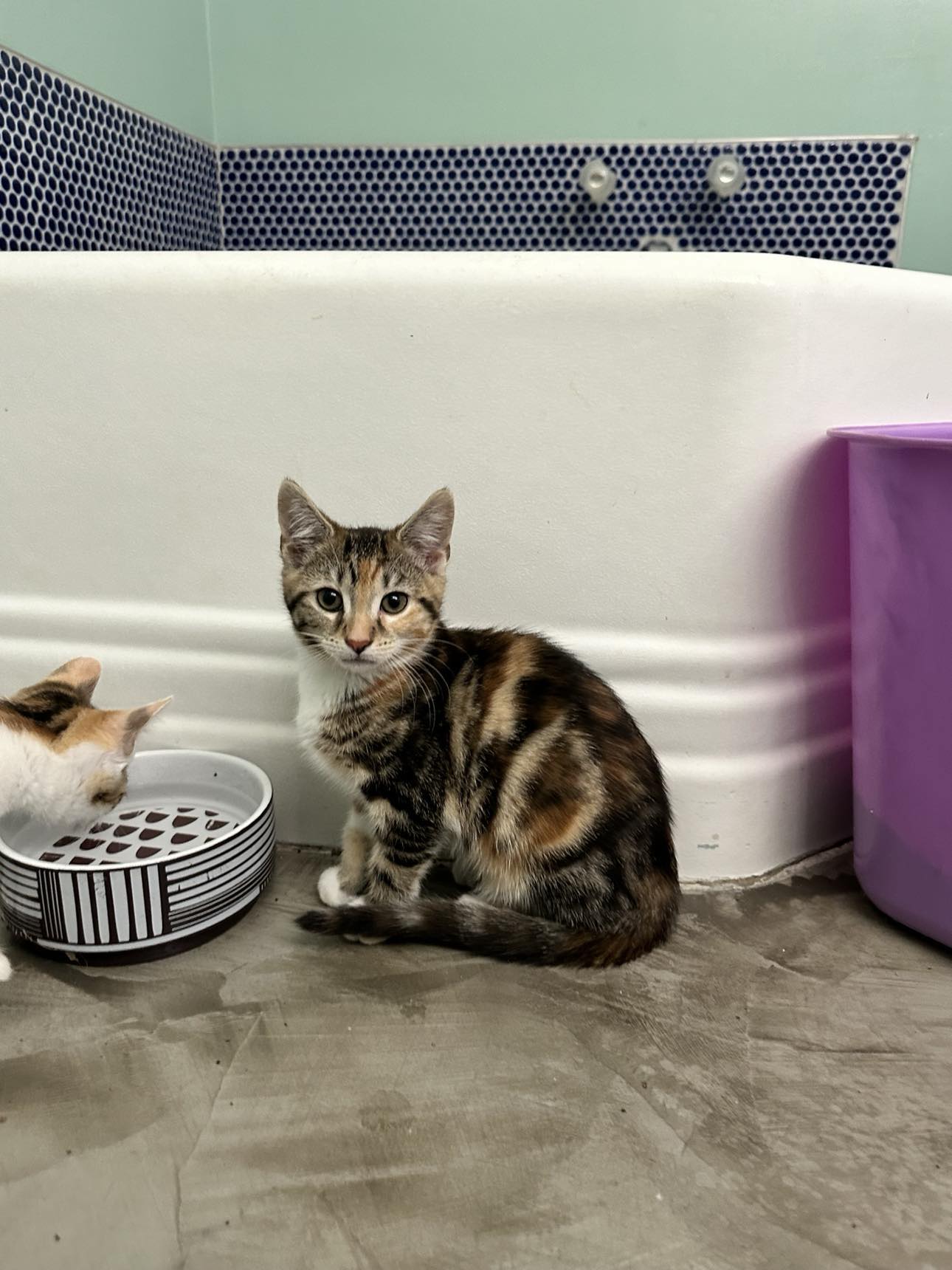 Cats for Adoption in Manchester, Ohio | Alpha Paw
