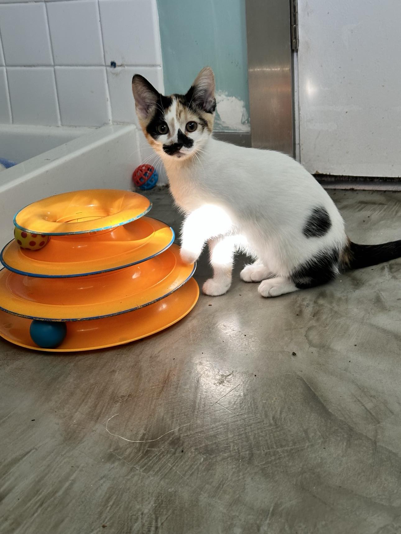 Cats for Adoption in Rising Sun, Indiana | Alpha Paw