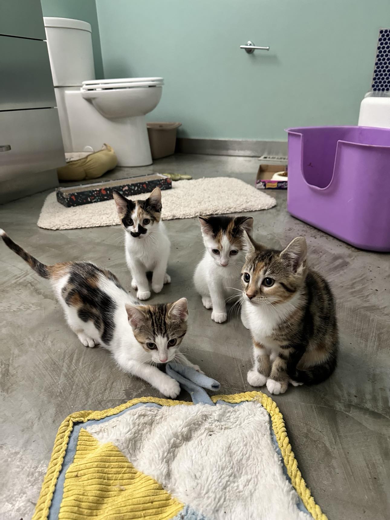 Cats for Adoption in Rising Sun, Indiana | Alpha Paw