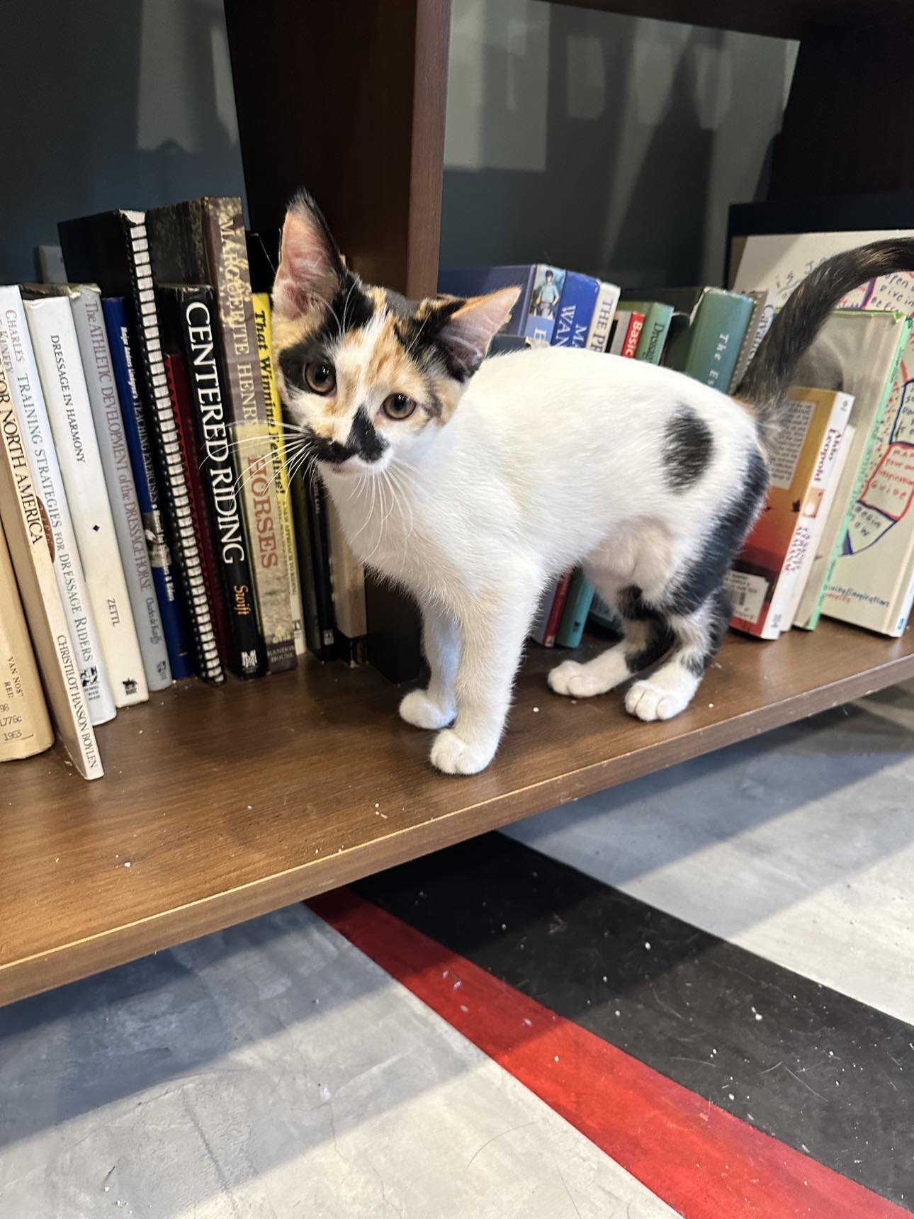 Cats for Adoption in Rising Sun, Indiana | Alpha Paw