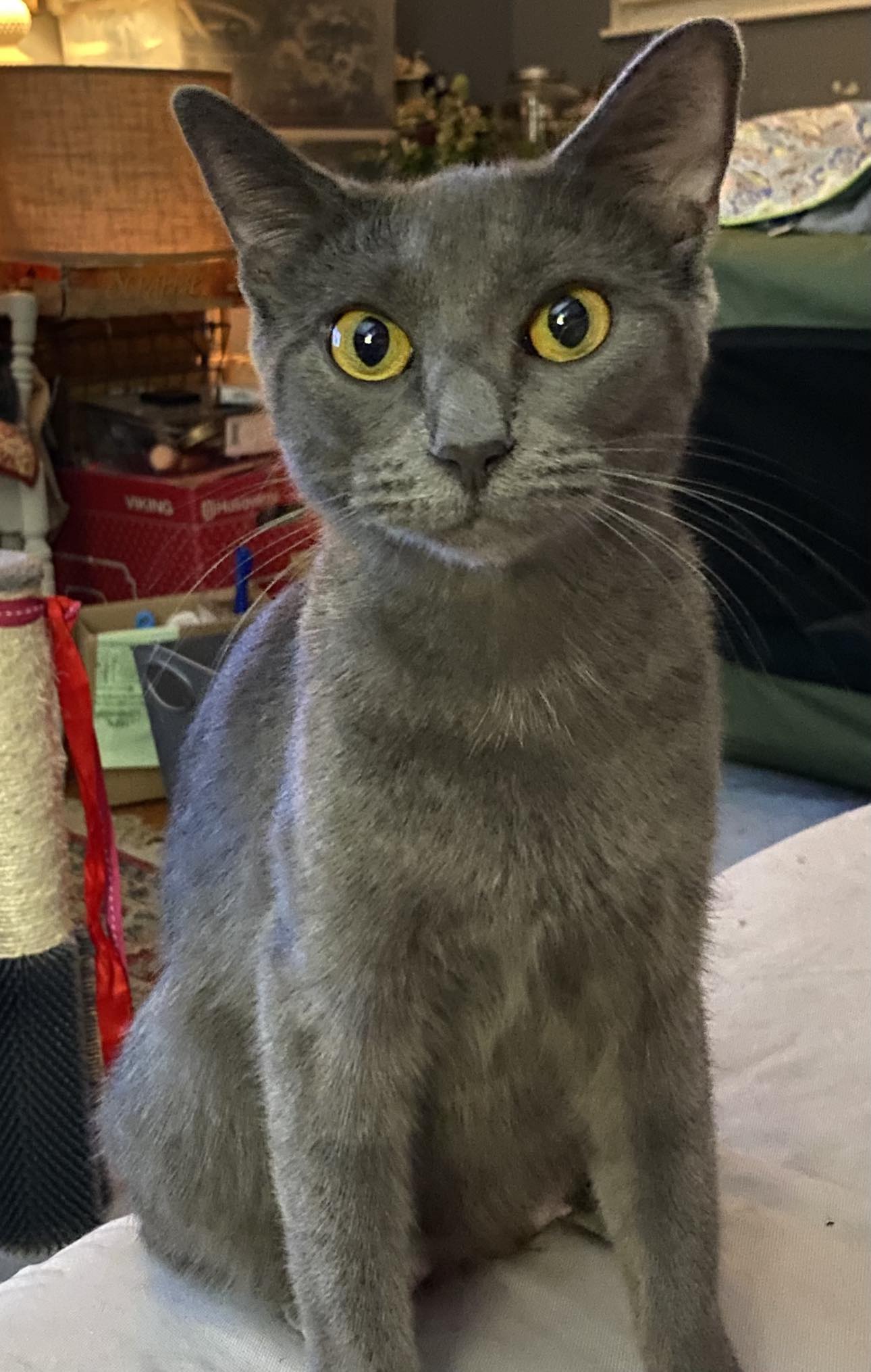 Cat adoption in Cincinnati, OH 45245: Russian Blue / Domestic Short ...