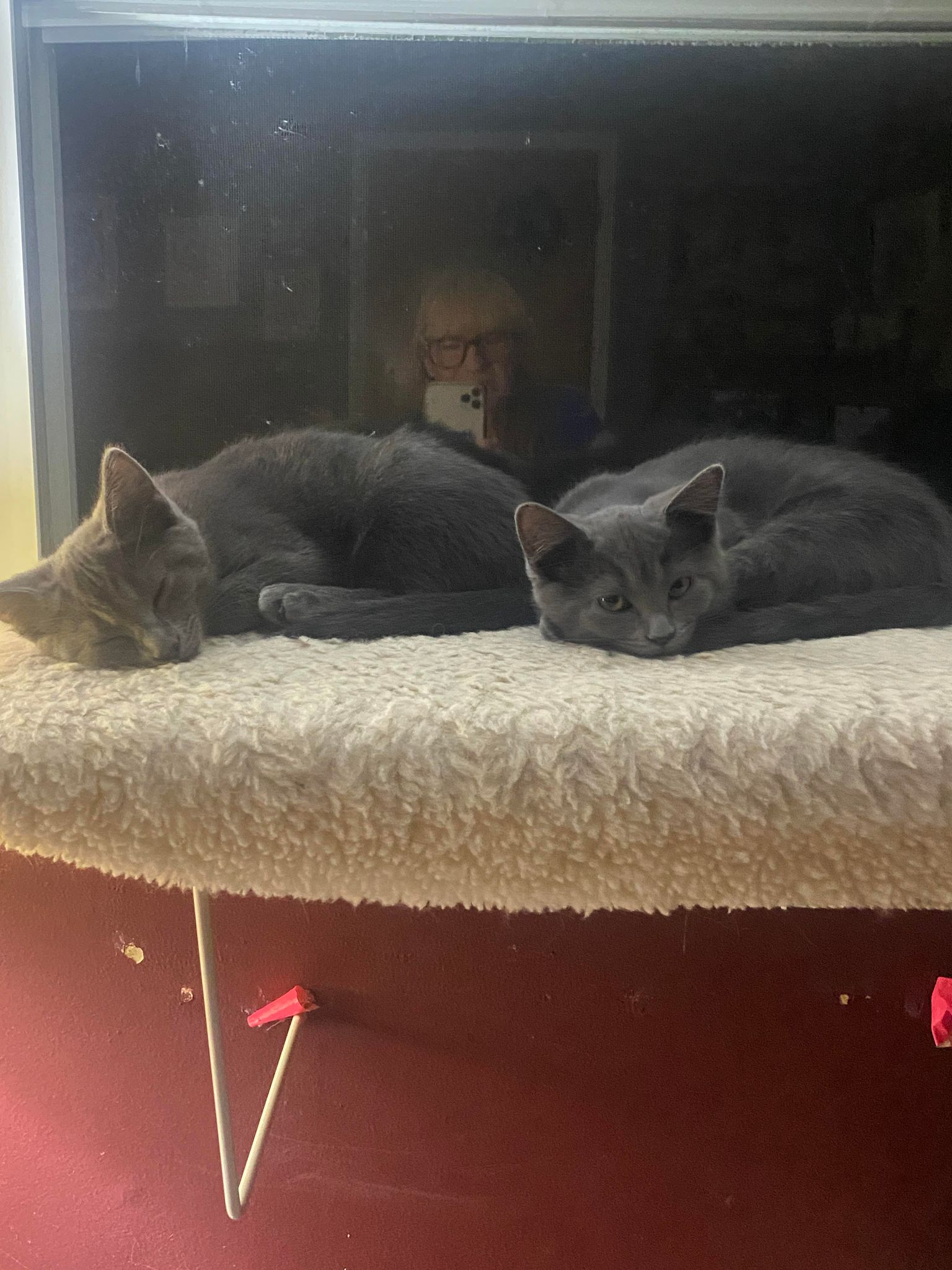 Cats for Adoption in Amelia, Ohio | Alpha Paw