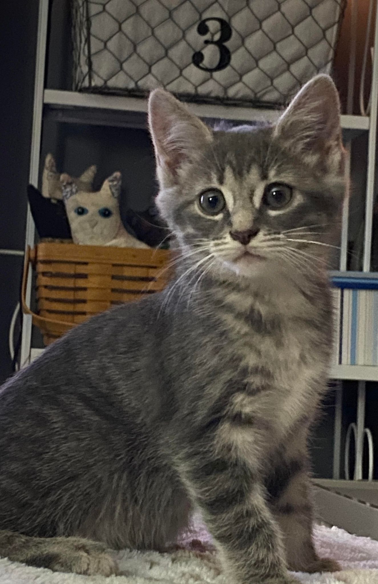 Cats for Adoption in Rising Sun, Indiana | Alpha Paw