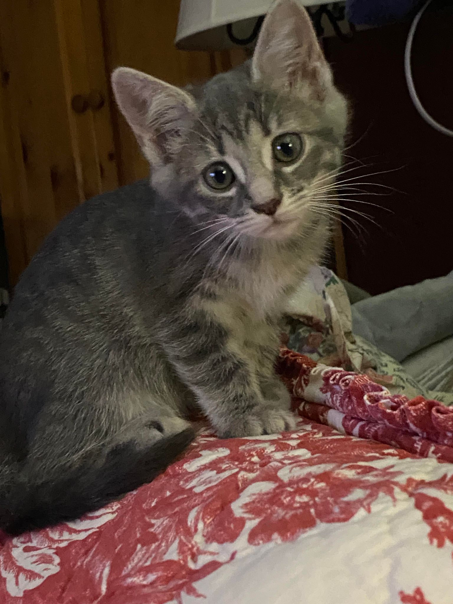 Cats for Adoption in Rising Sun, Indiana | Alpha Paw