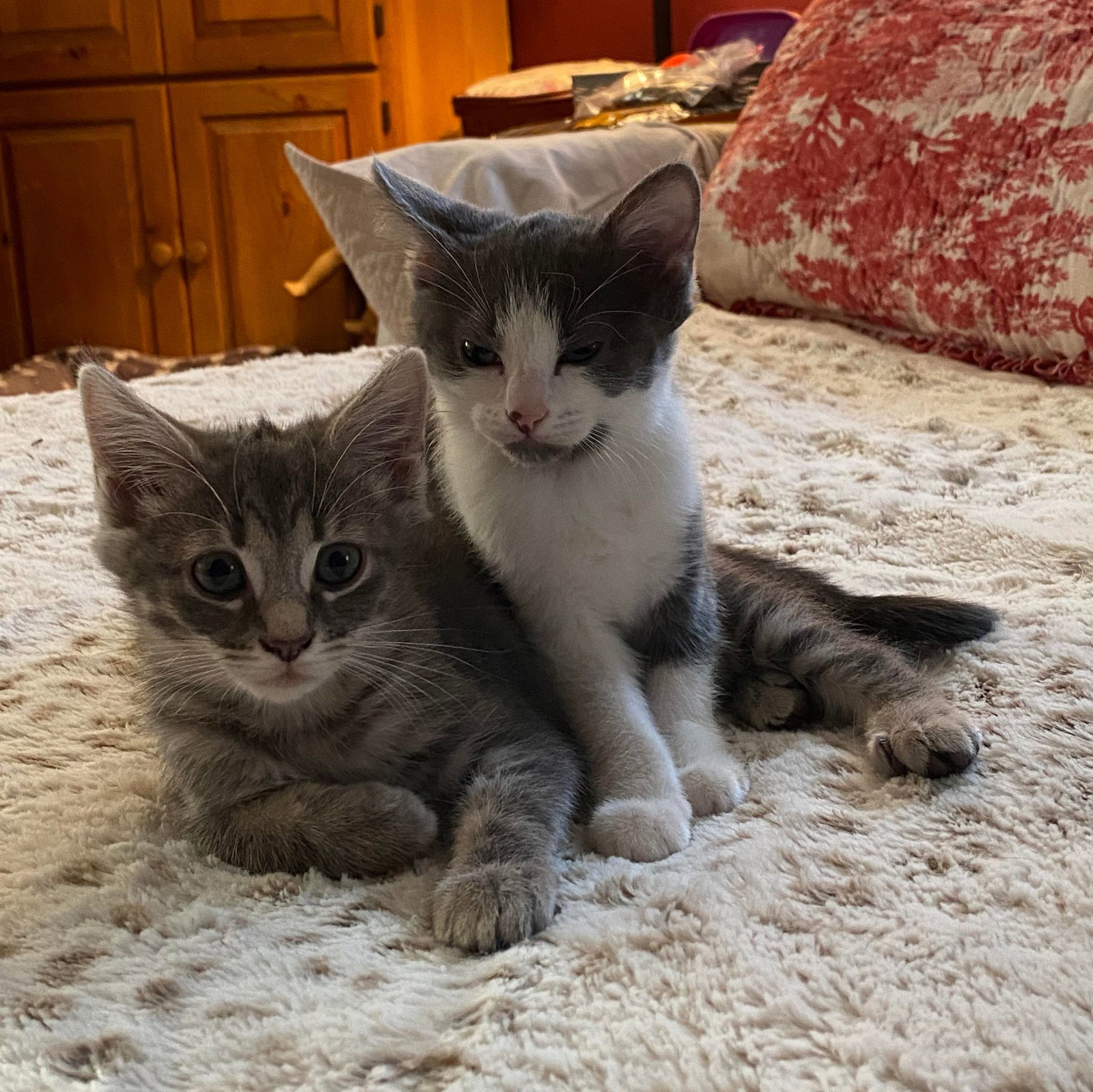 Cats for Adoption in Rising Sun, Indiana | Alpha Paw