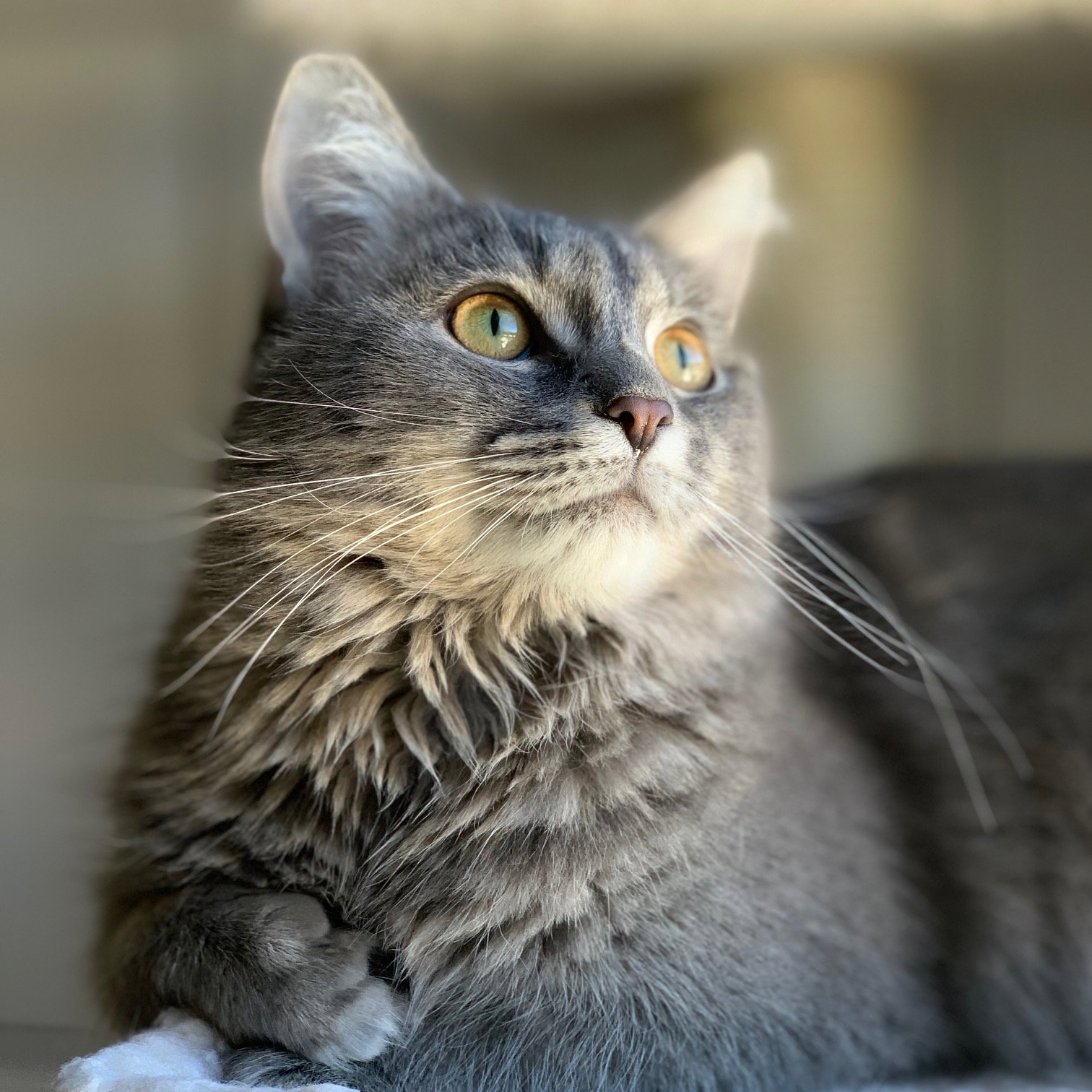 Cats for Adoption in Harrison, Ohio | Alpha Paw