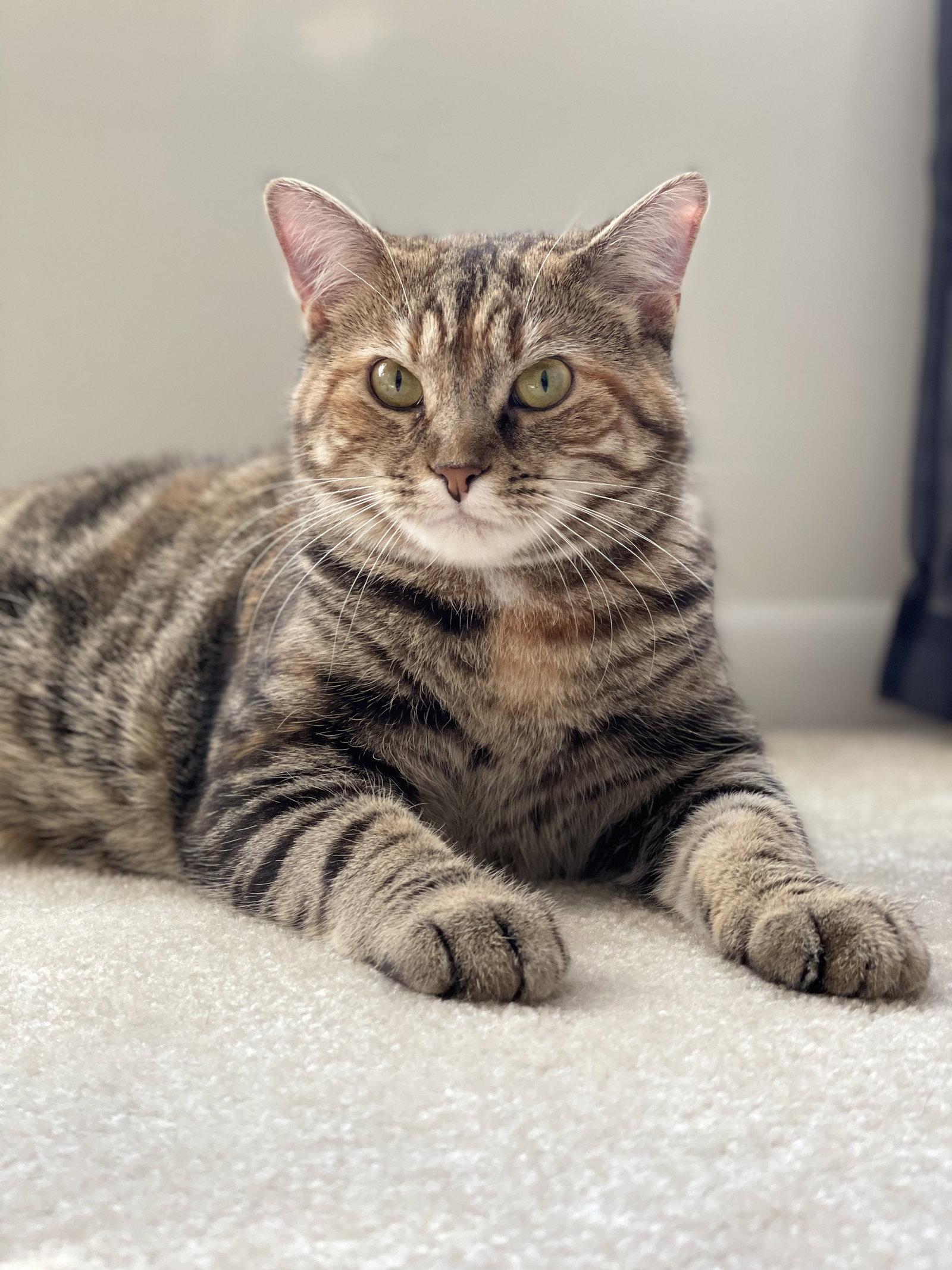Cats for Adoption in South Lebanon, Ohio | Alpha Paw