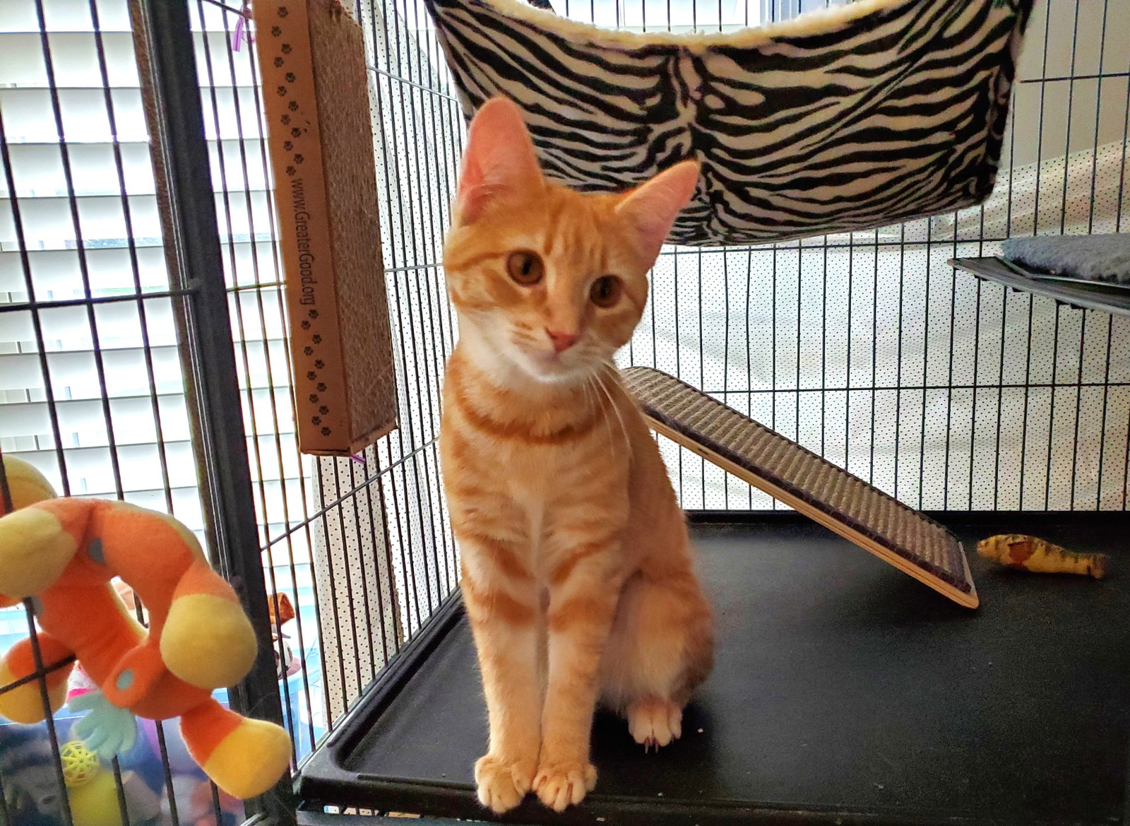 Cats for Adoption in Cincinnati, Ohio | Alpha Paw