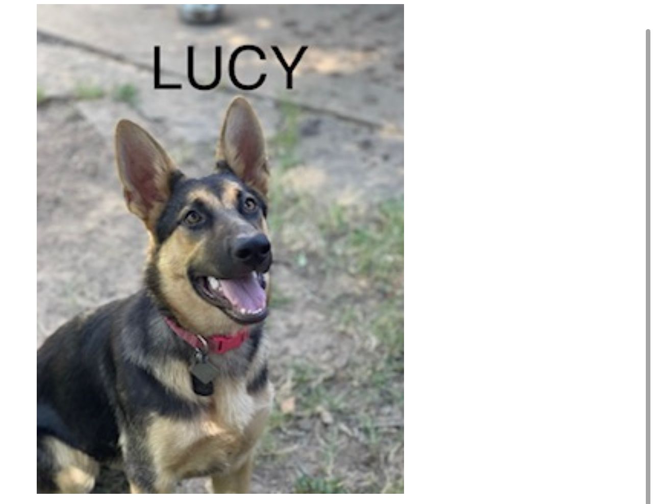 Dog for Adoption - Lucy, a German Shepherd Dog in Merrill, WI | Alpha Paw