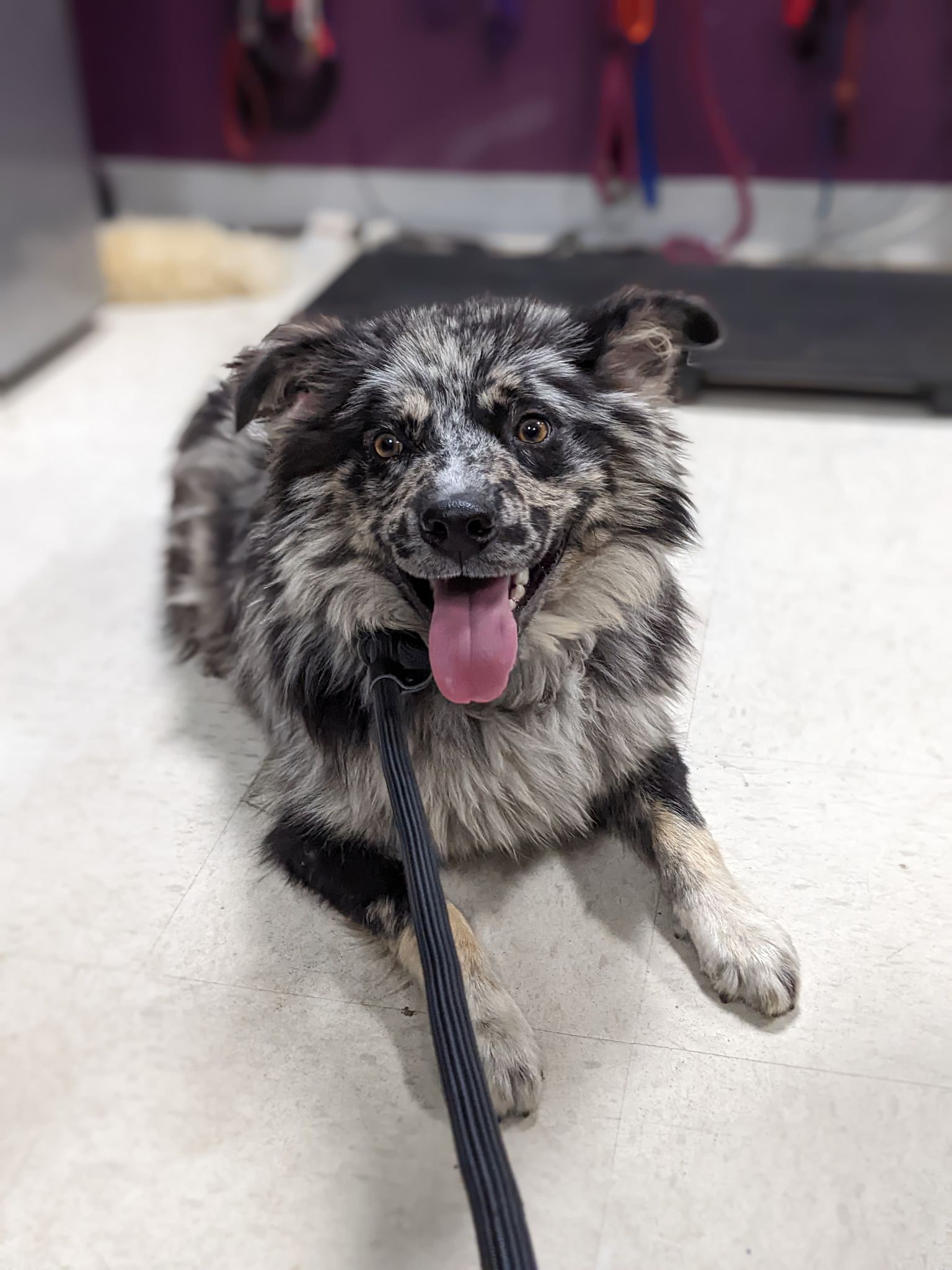 Dog for Adoption - Circlet, a Australian Cattle Dog/Blue Heeler in ...