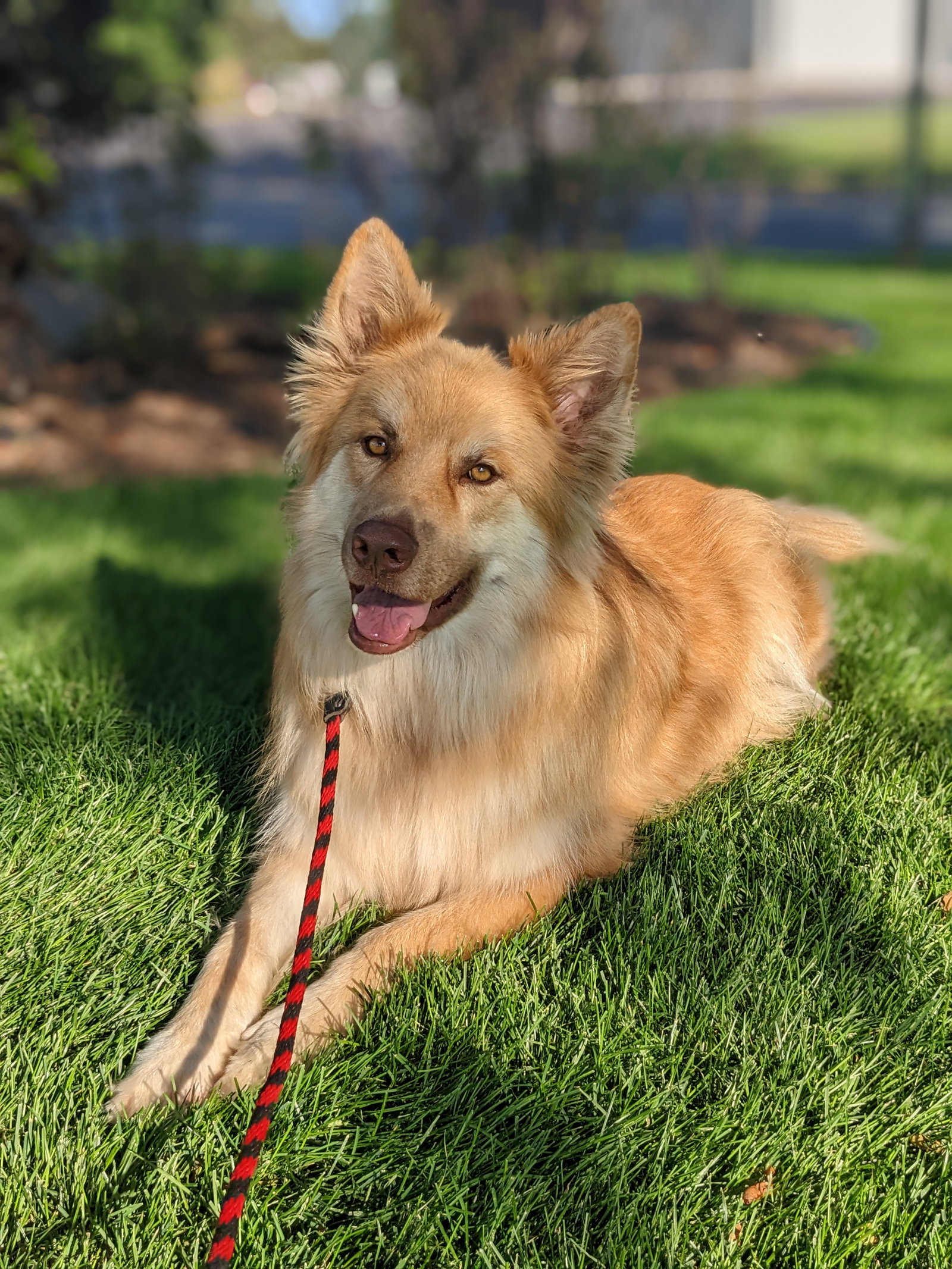 Dog for Adoption - Bud, a Collie in Fargo, ND | Alpha Paw