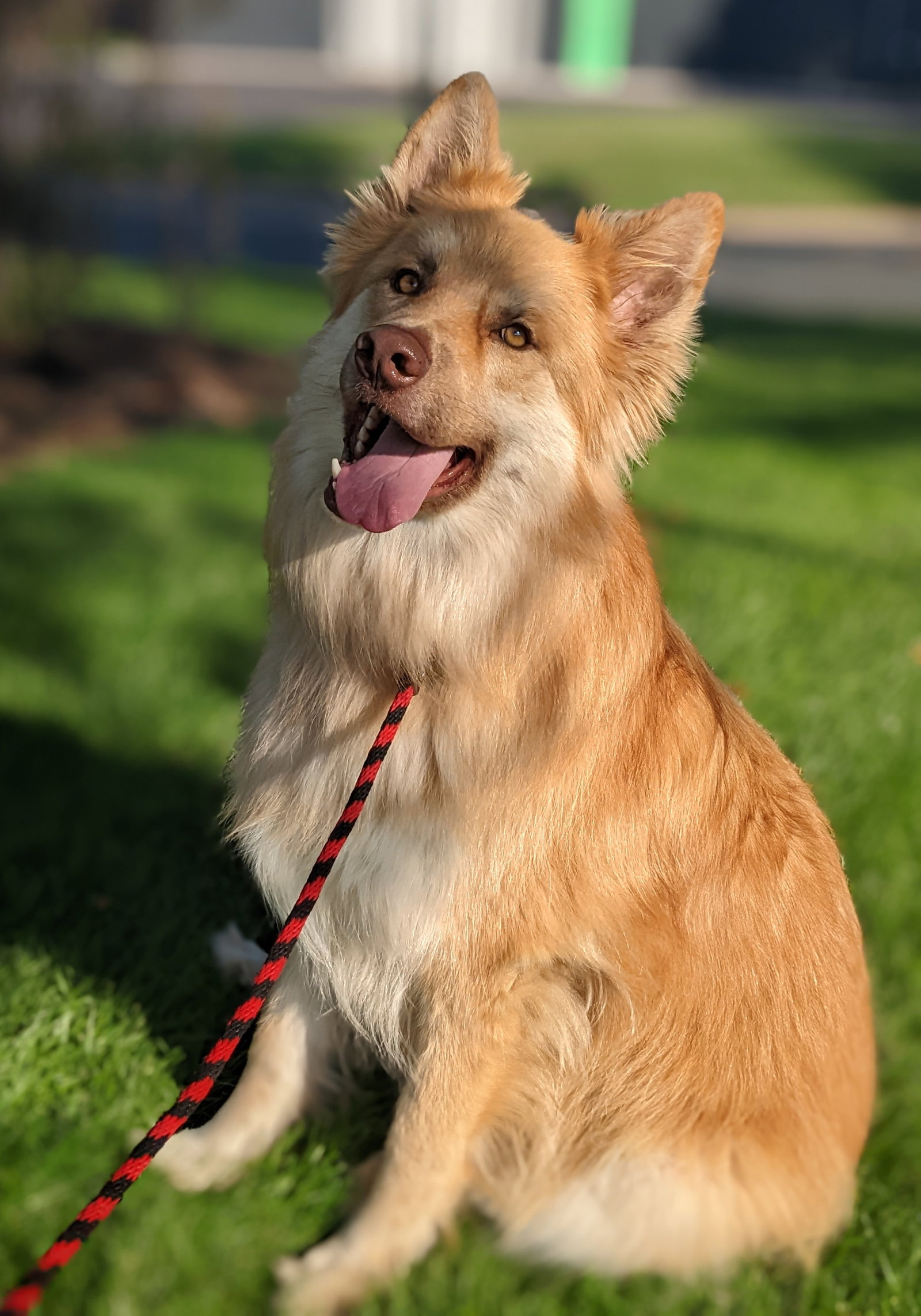 Dog for Adoption - Bud, a Collie in Fargo, ND | Alpha Paw