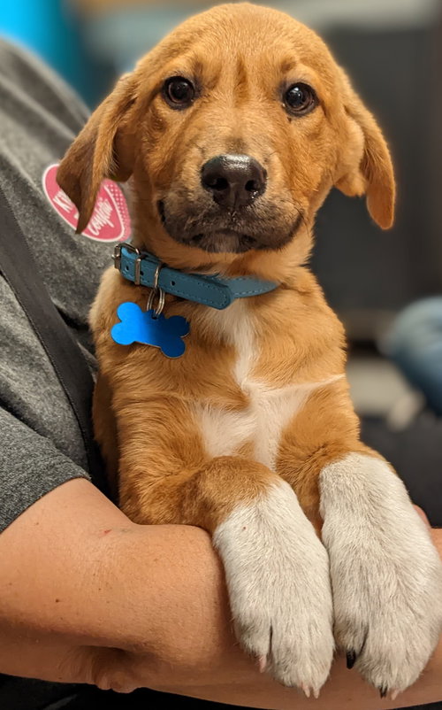 Dogs for Adoption in Roseville, Minnesota | Alpha Paw