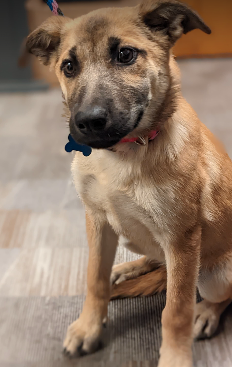 Dog for Adoption - Carnelian, a German Shepherd Dog in Dakota County ...