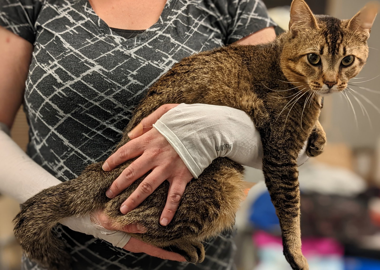 Cats for Adoption in Minneapolis, Minnesota | Alpha Paw