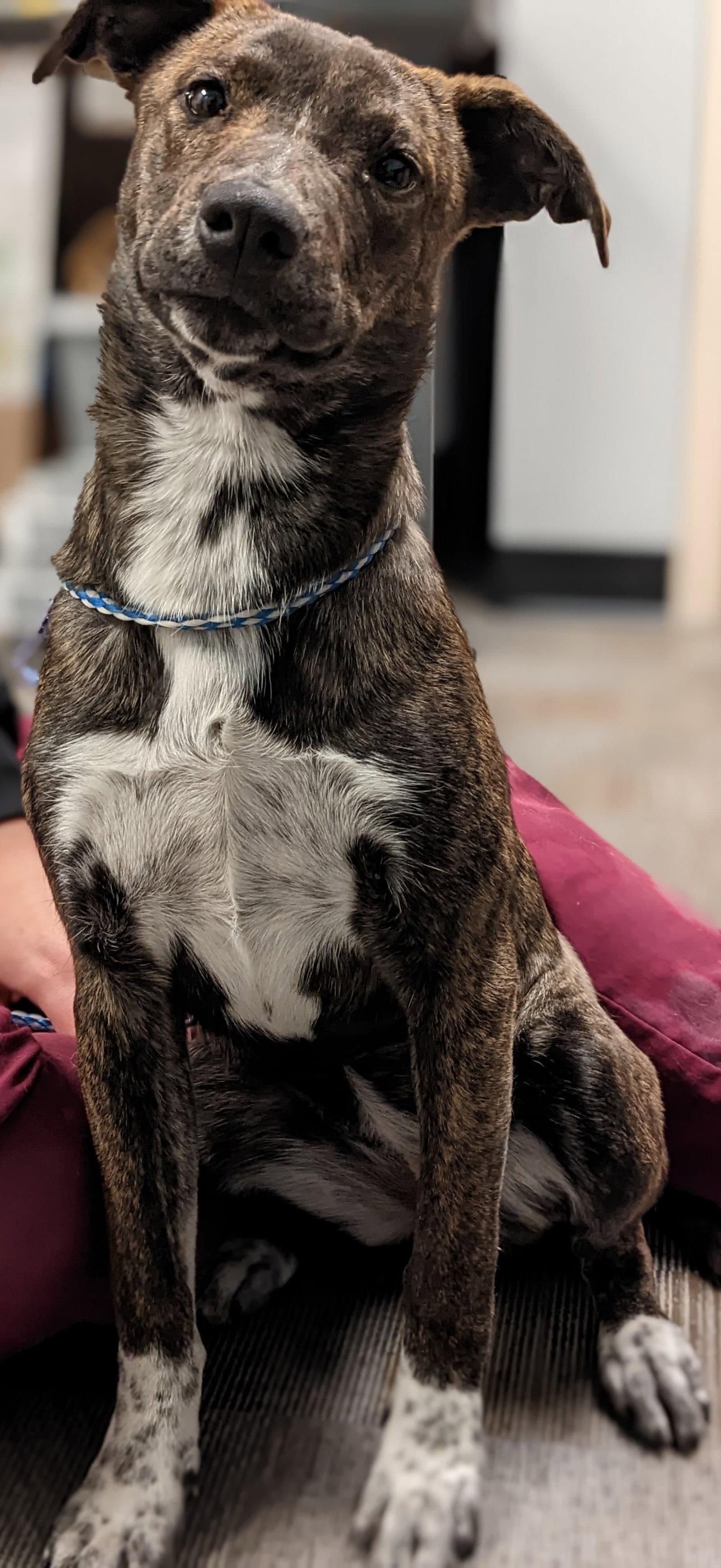 Dog for Adoption - Calendula, a Labrador Retriever in River Falls, WI ...