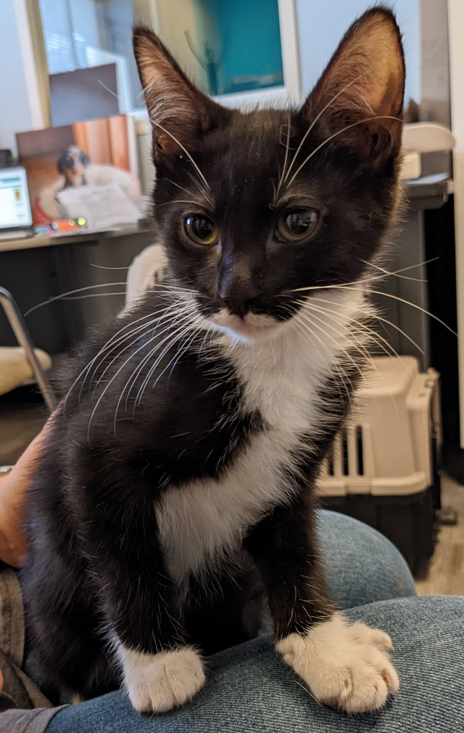 Cats for Adoption in Winsted, Minnesota | Alpha Paw