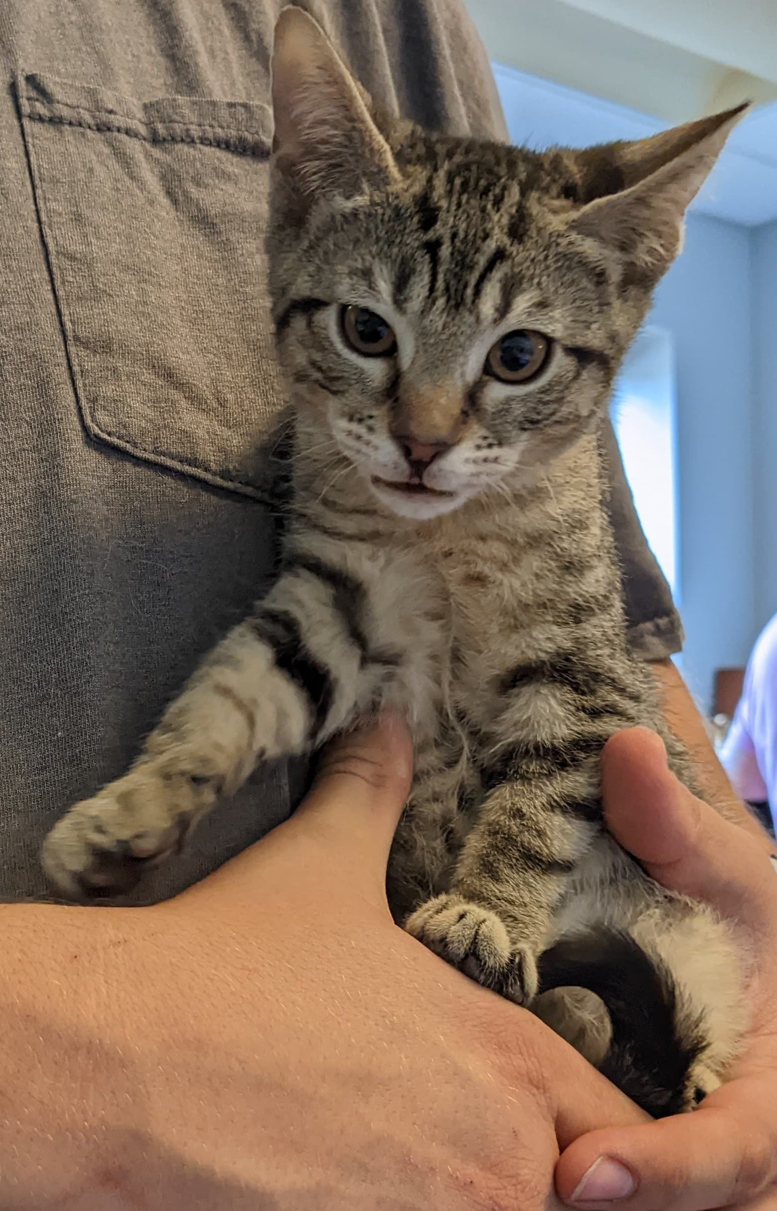 Cats for Adoption in Minneapolis, Minnesota | Alpha Paw