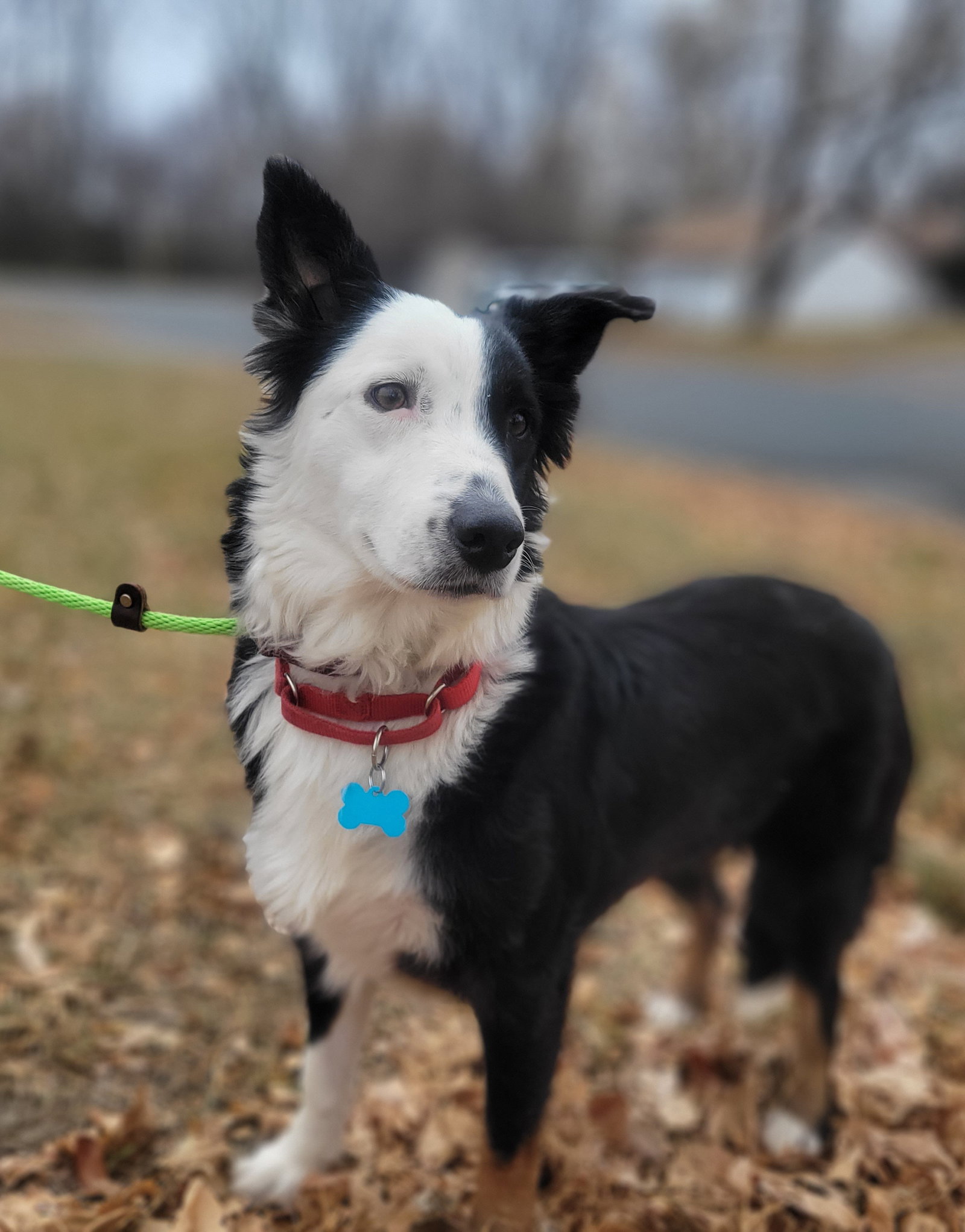 Dog for Adoption - Sassafras, a Australian Shepherd in Anoka, MN ...
