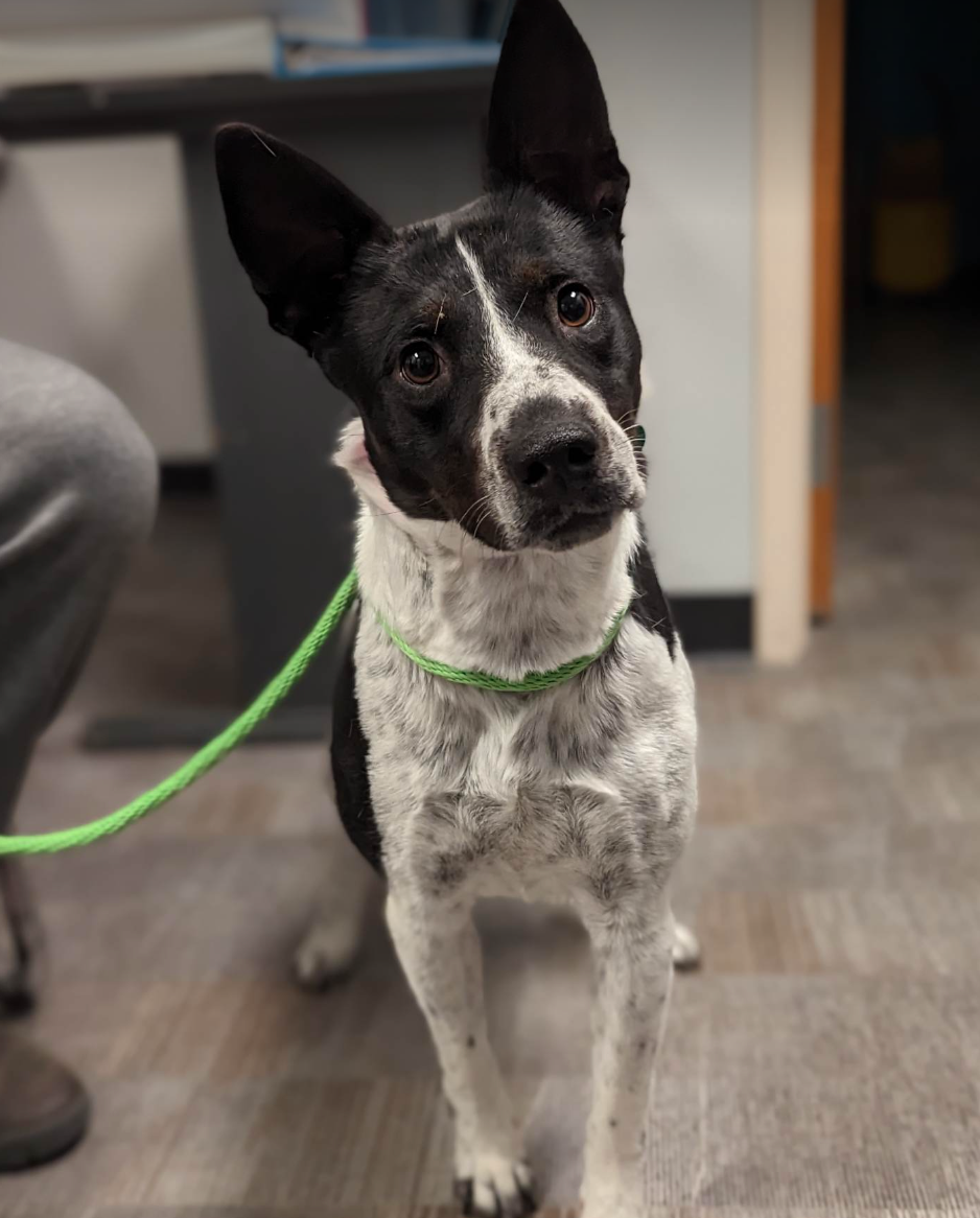 Dog for Adoption - Nora, a Australian Cattle Dog/Blue Heeler in Branch ...