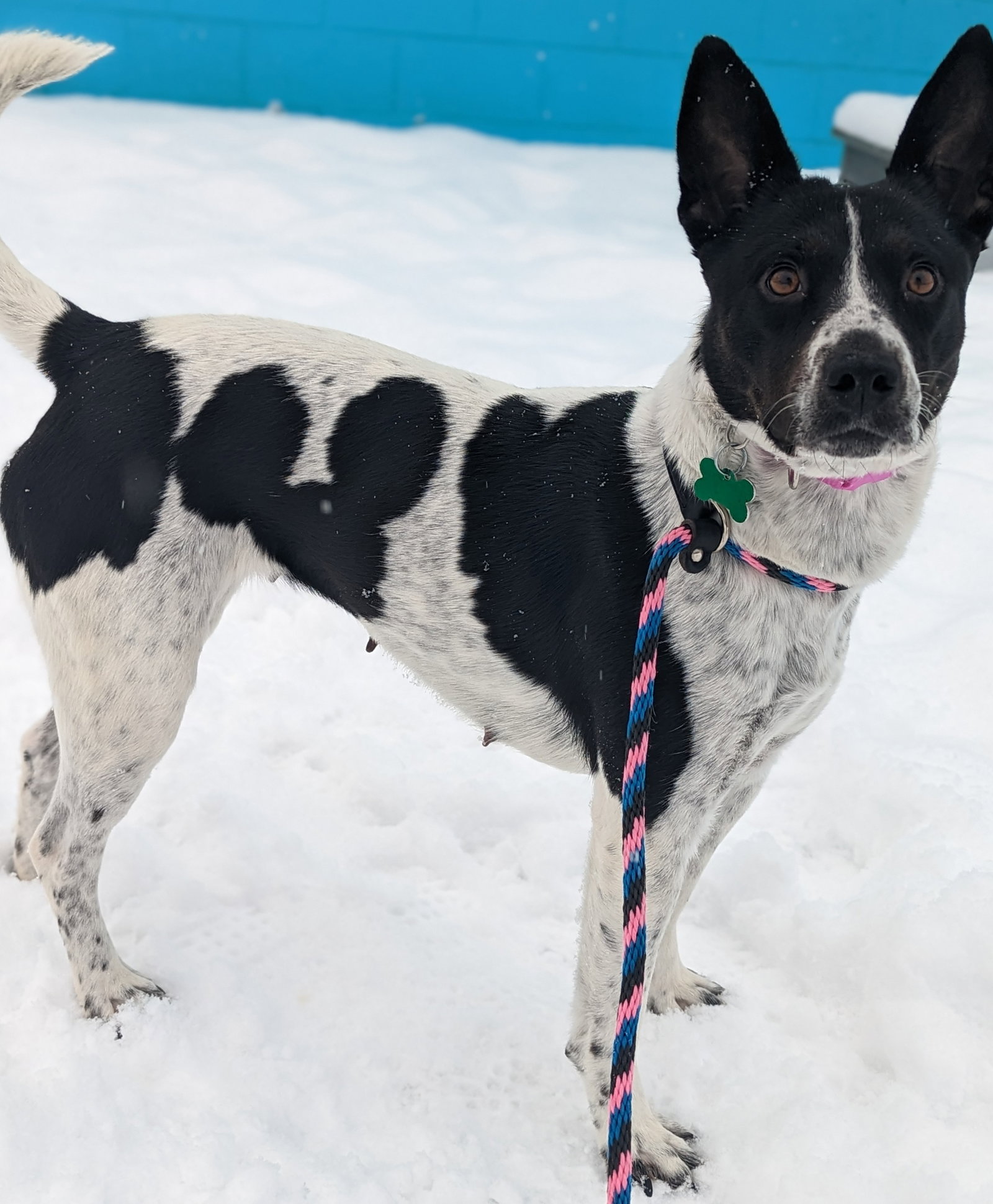 Dog for Adoption - Nora, a Australian Cattle Dog/Blue Heeler in Branch ...