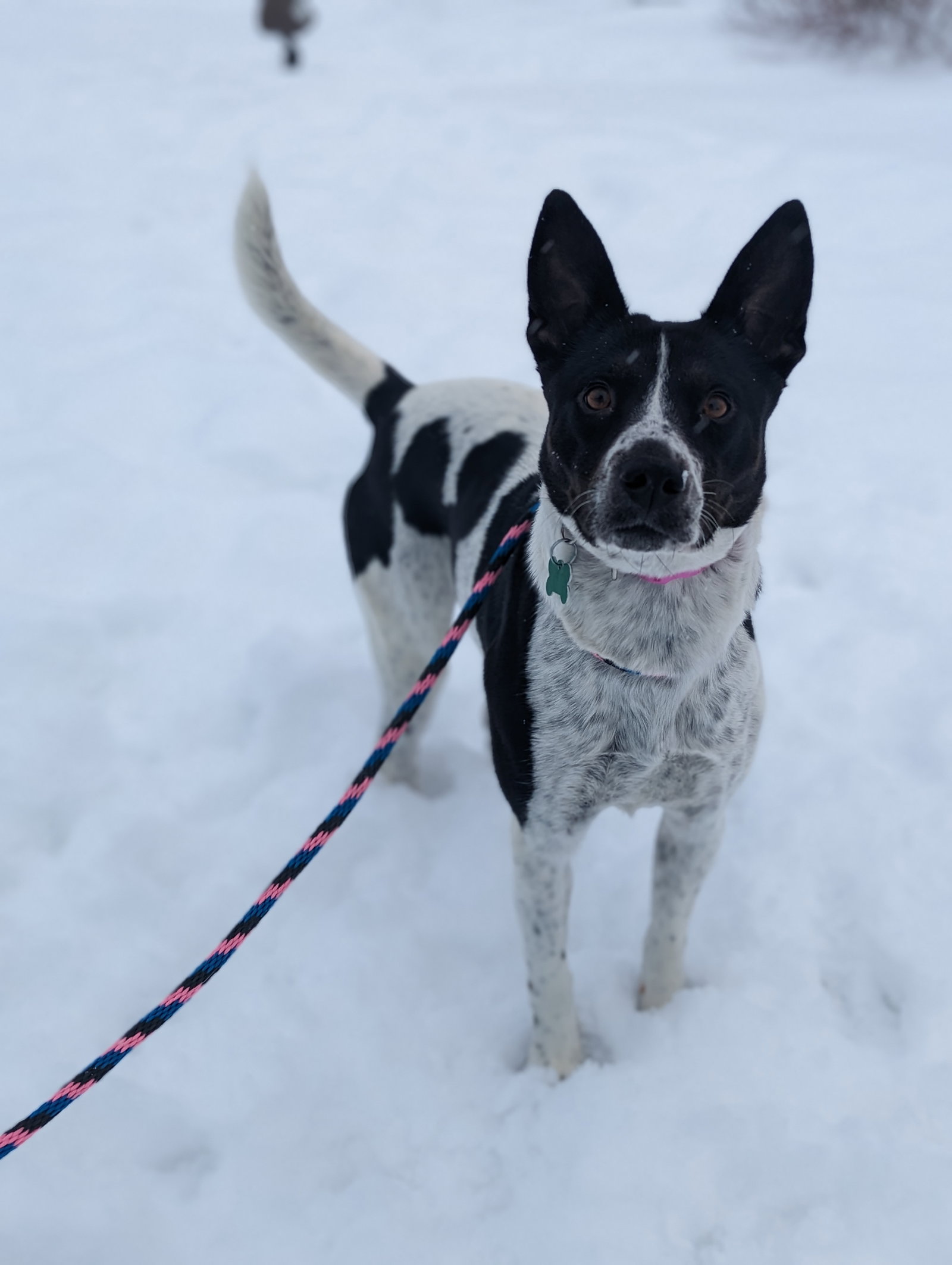 Dog for Adoption - Nora, a Australian Cattle Dog/Blue Heeler in Branch ...