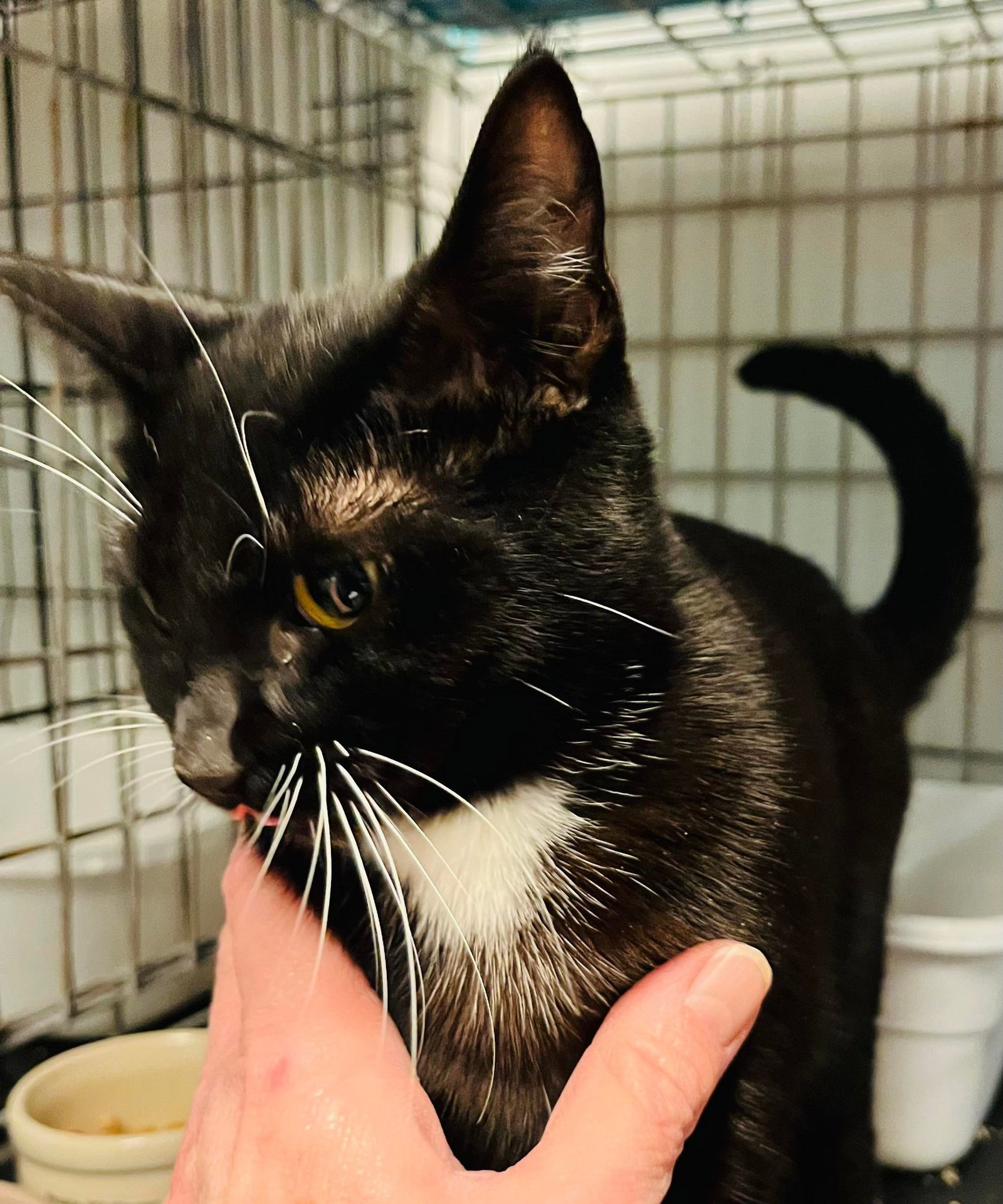 Cats for Adoption in Montrose, Minnesota | Alpha Paw